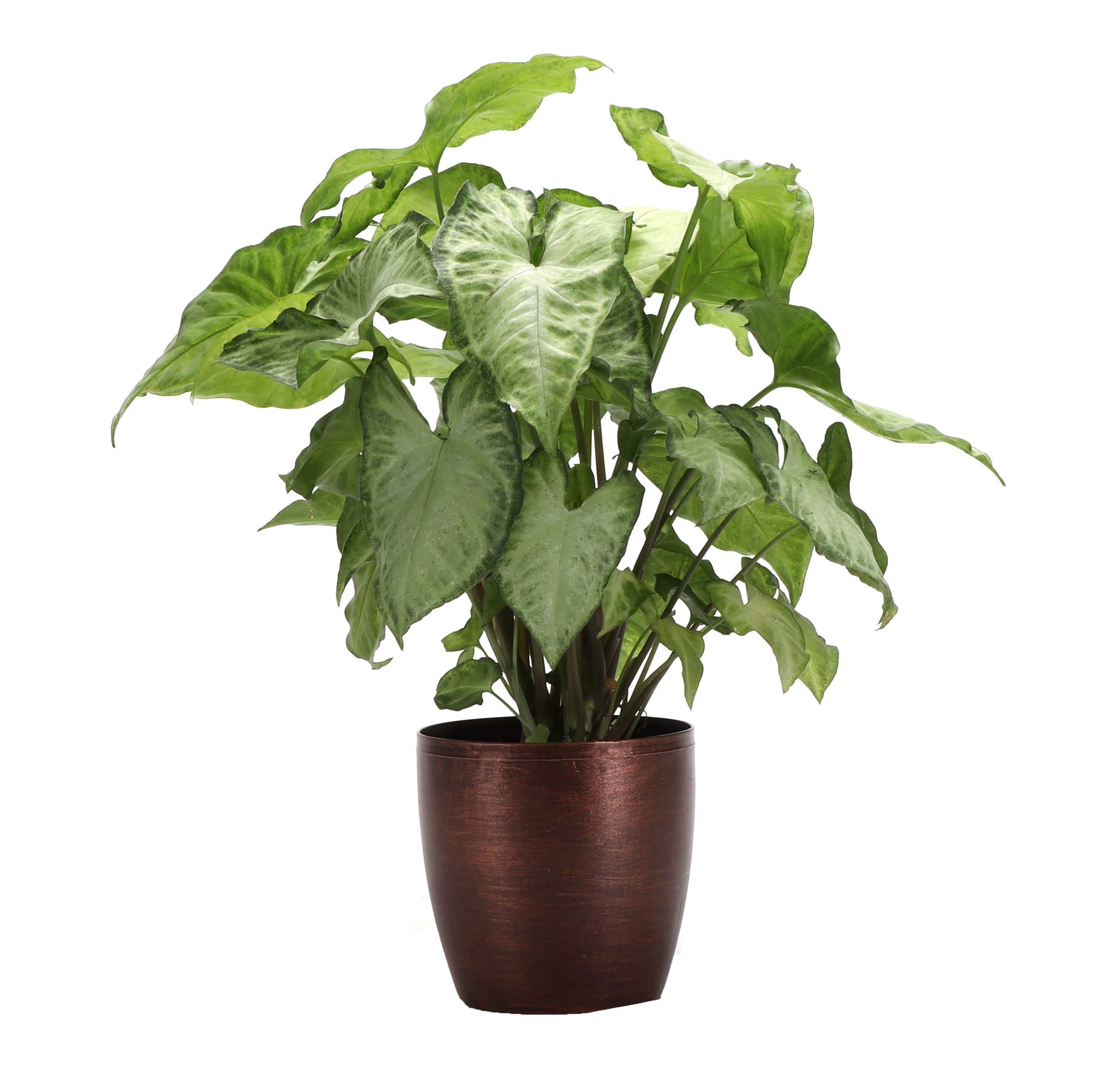 Thorsen's Greenhouse Live White Butterfly Plant in Classic Pot ...