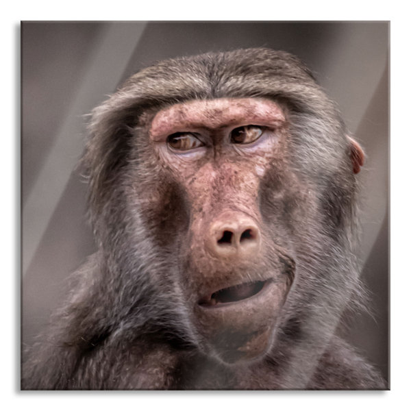 17 Stories Skeptical Monkey Looks To The Side - No Frame Print on Glass ...