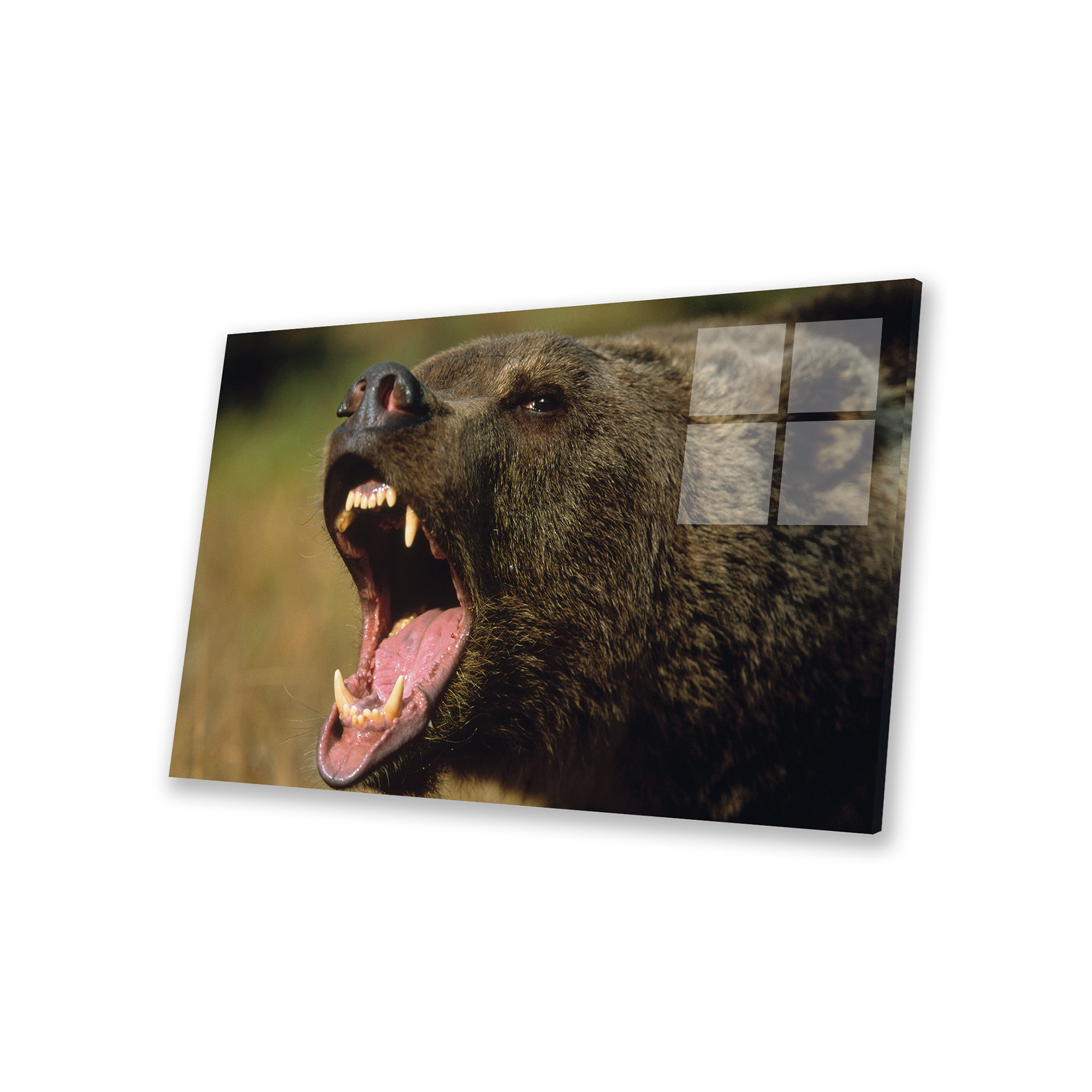 Millwood Pines Grizzly Bear Calling, North America II On Plastic ...