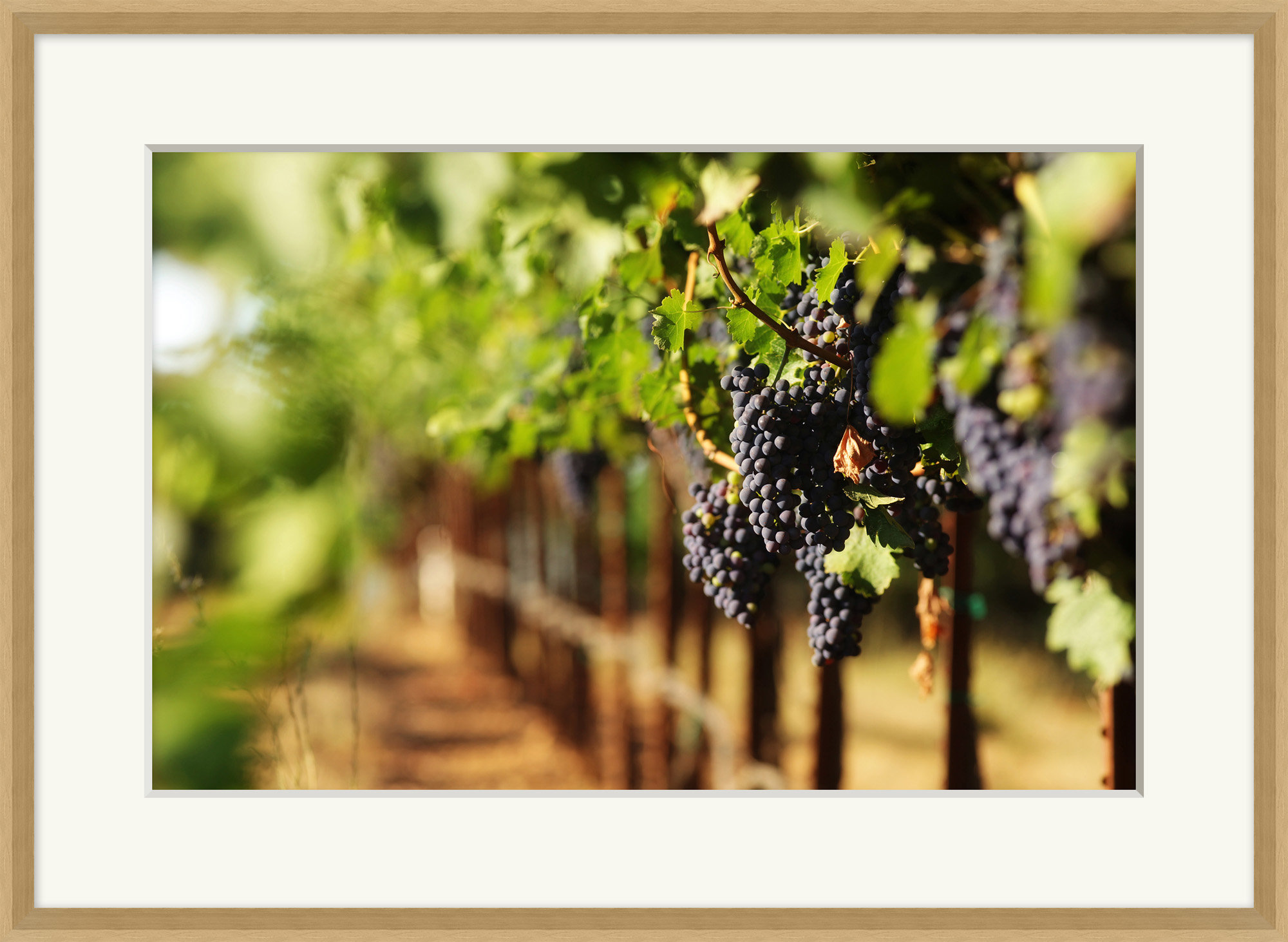 Wendover Art Group Ripening Grapes 2 by Nathan Turner - Picture Frame ...
