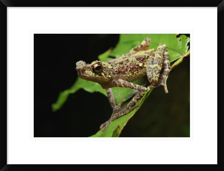 Global Gallery 'Bornean Rainbow Toad, Unseen Since 1924 it Was ...