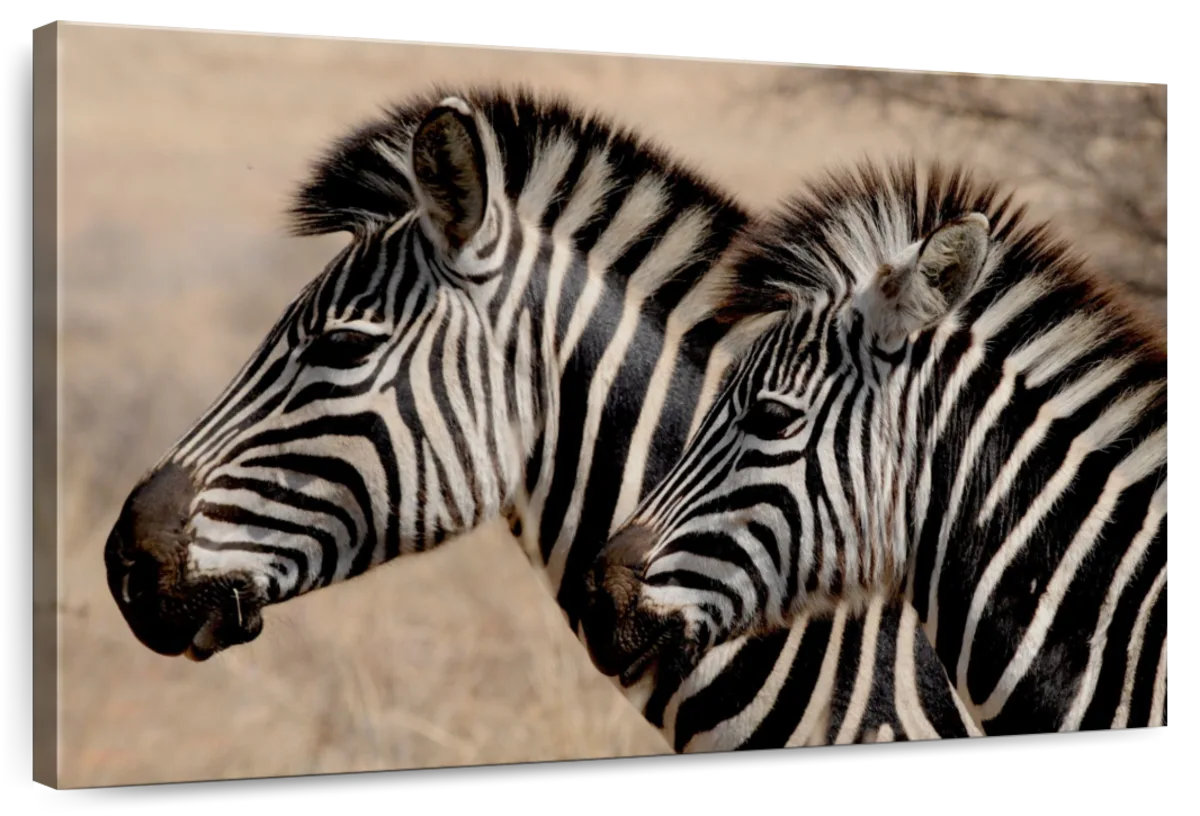 Ebern Designs Brampt Zebra Friends | Wayfair