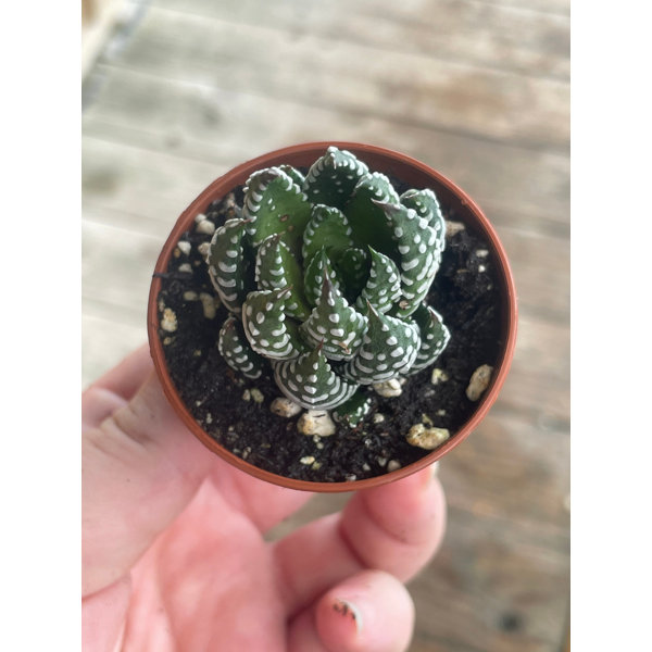 Florida House Plants Zebra Haworthia Cactus 2 Inch Succulent Haworthia ...