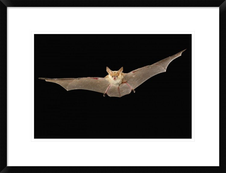 Global Gallery 'Pallid Bat Flying at Night, Washington' Framed ...