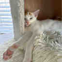 Armarkat 78" Premium Classic Real Wood Jackson Galaxy Approved Cat Tree ...