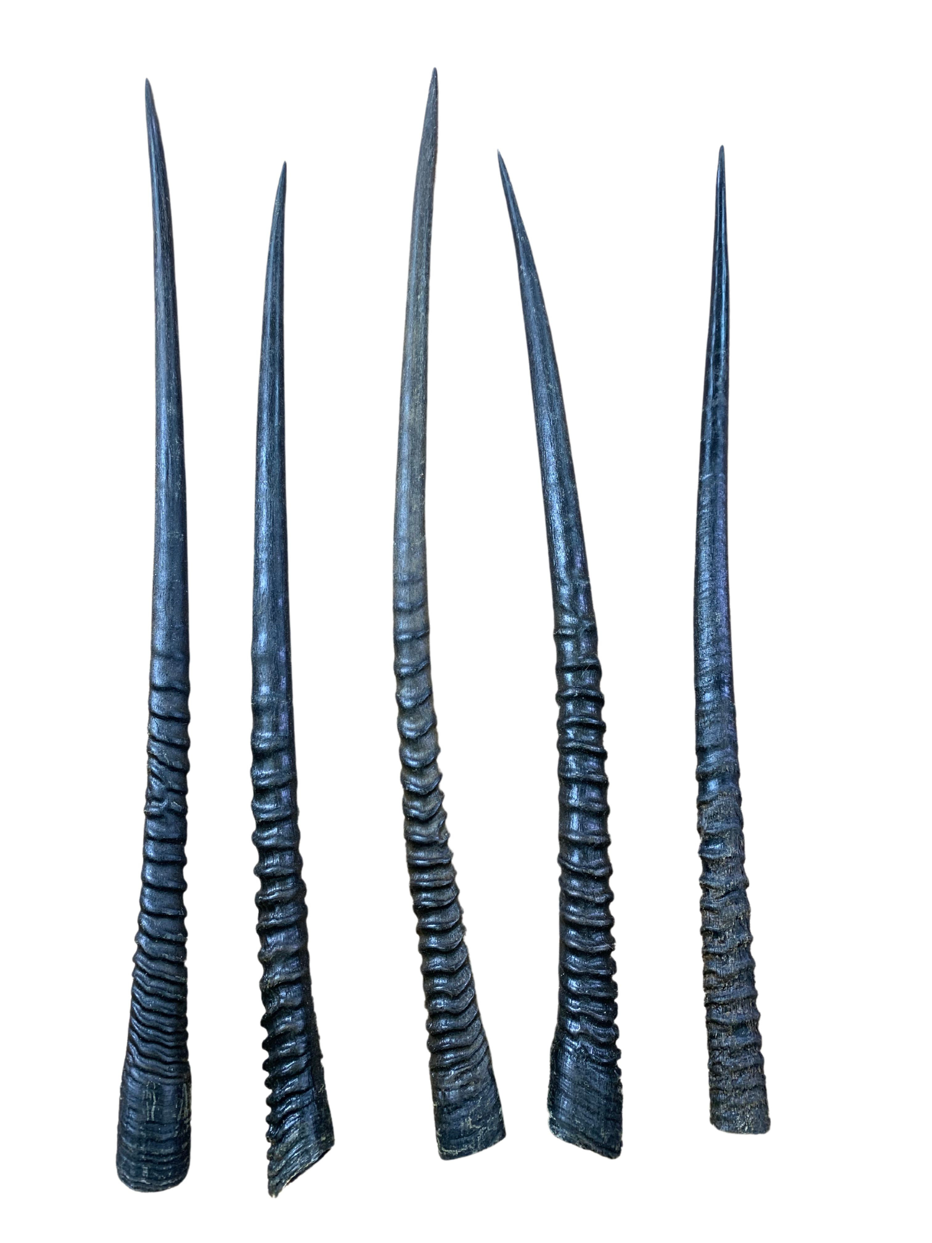 Loon Peak® Real Oryx Antelope Horn (1 Piece) | Wayfair