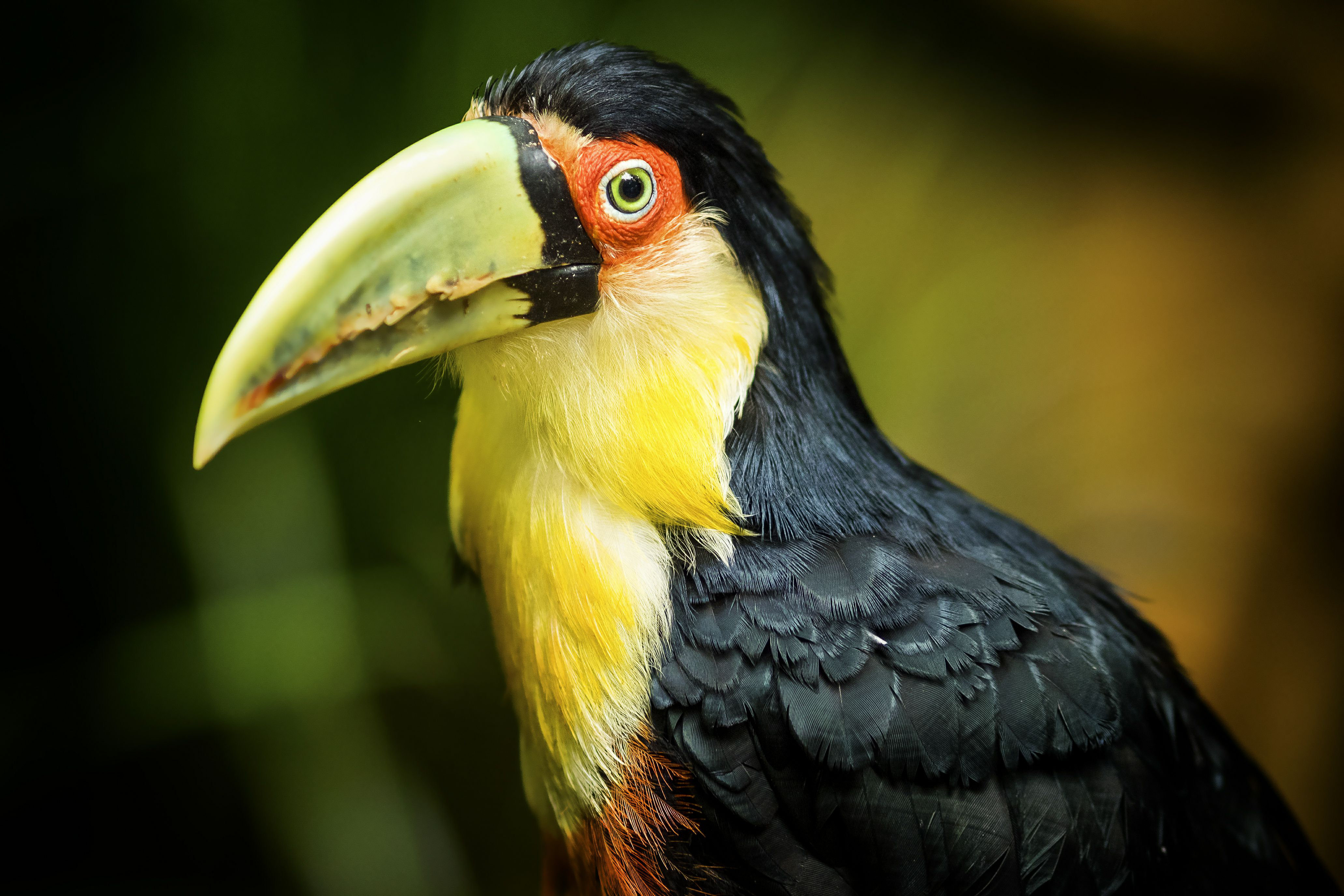 Bay Isle Home™ Bridgewood Green-Billed Toucan Bird by - Wrapped Canvas ...