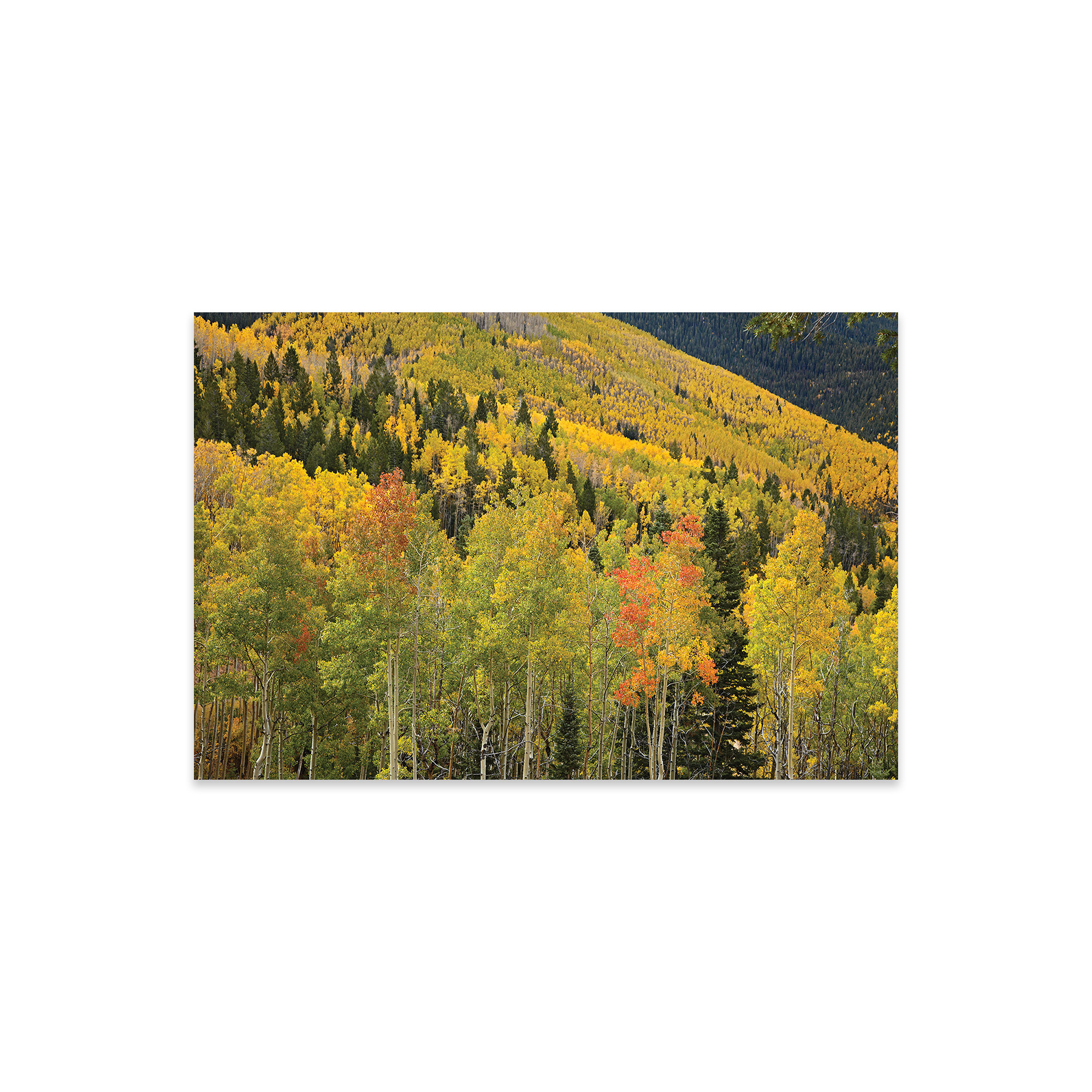 Loon Peak® Quaking Aspen Trees In Autumn, Santa Fe National Forest Near ...