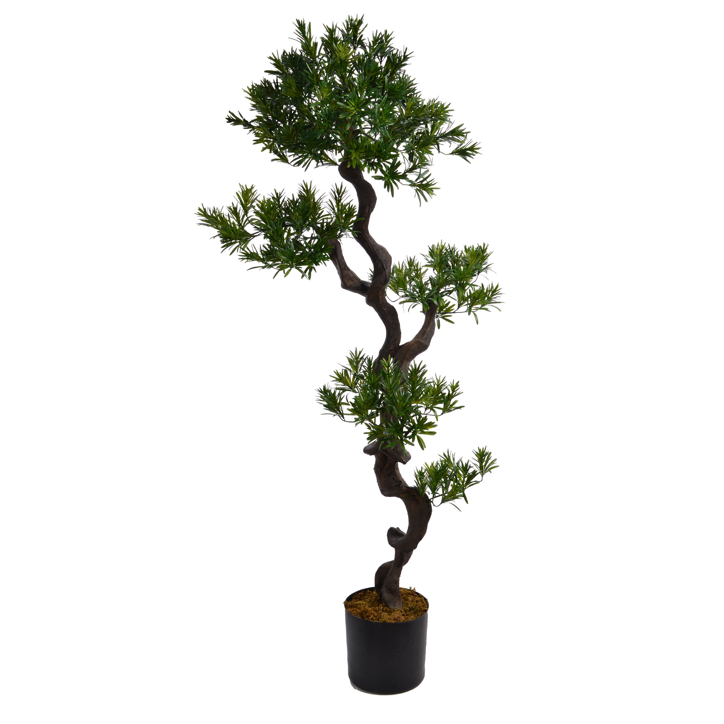 Laura Ashley Panama 59" Yucca Bonsai Tree in Pot & Reviews | Wayfair