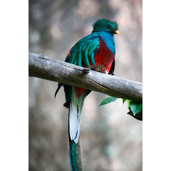Ebern Designs " A Rare Quetzal " by Chepenicoli - Wayfair Canada
