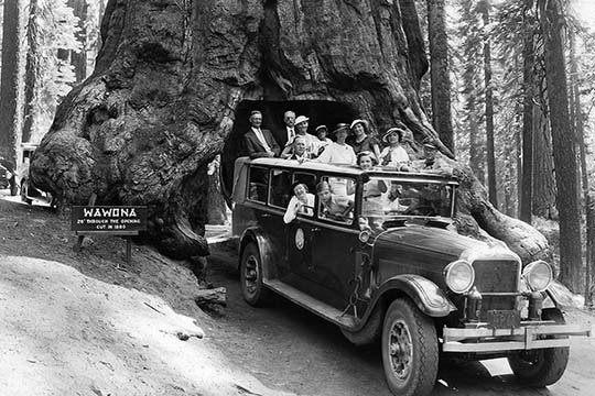 Buyenlarge Wawona Tree - Photograph Print | Wayfair