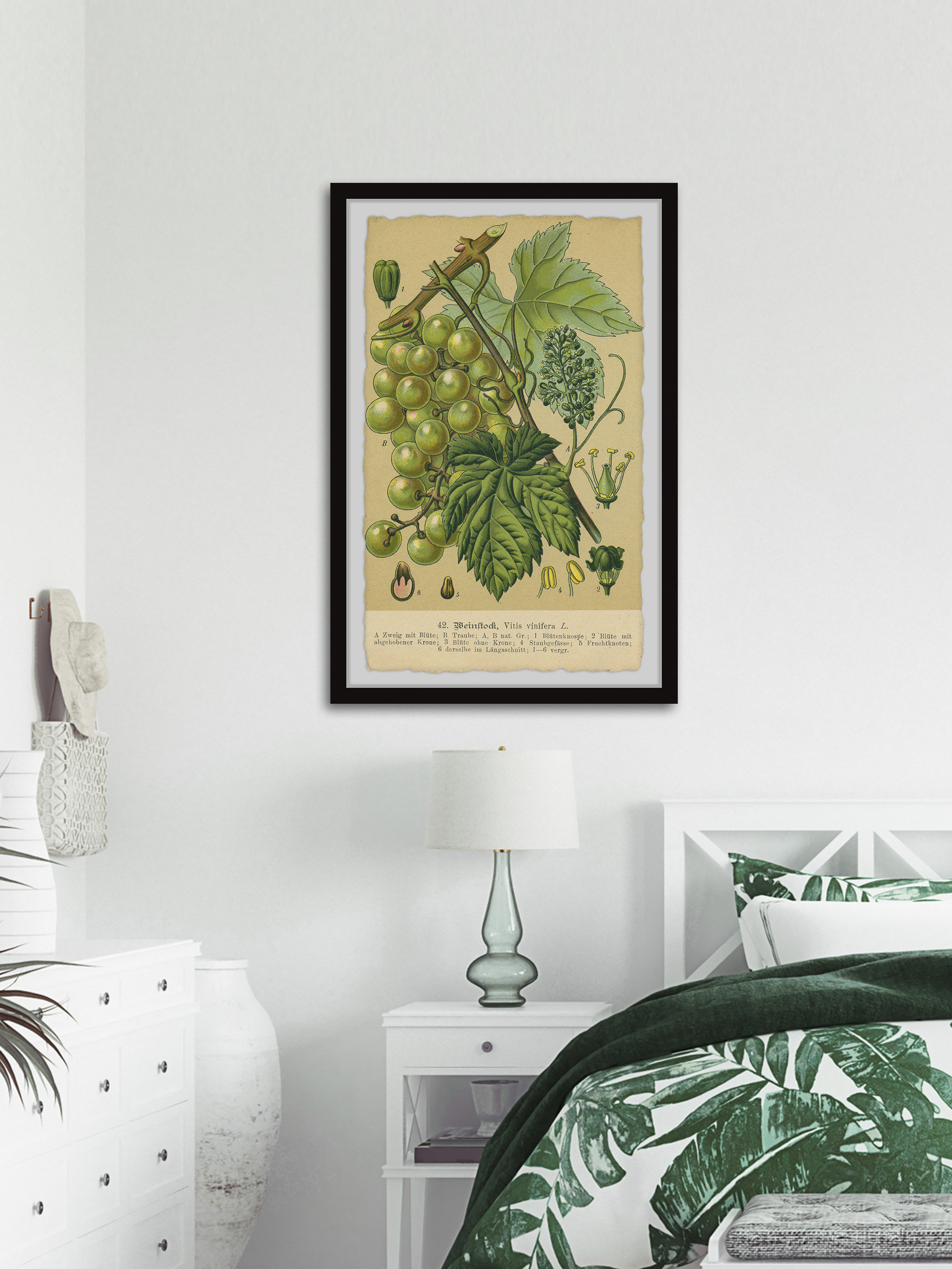 Trinx Common Grape Vine - Picture Frame Print | Wayfair