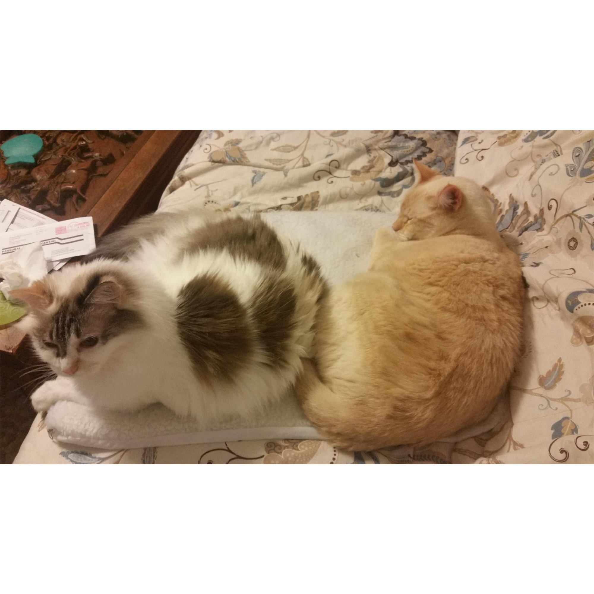 Tucker Murphy Pet™ 2 Pack Upgrade thicken Self Warming Cat Bed Self ...