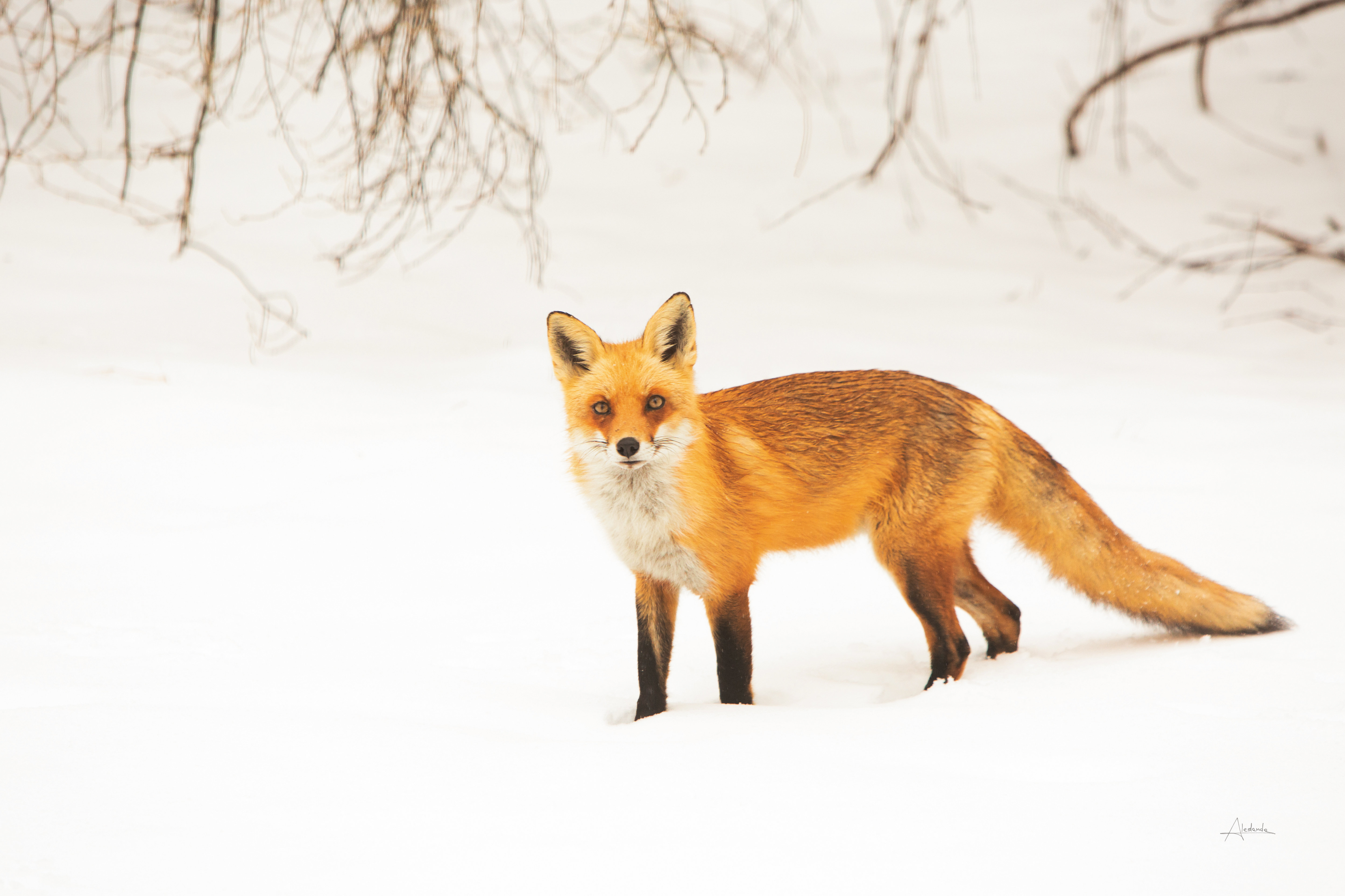 Union Rustic Red Fox IV by Aledanda - Photograph | Wayfair.co.uk