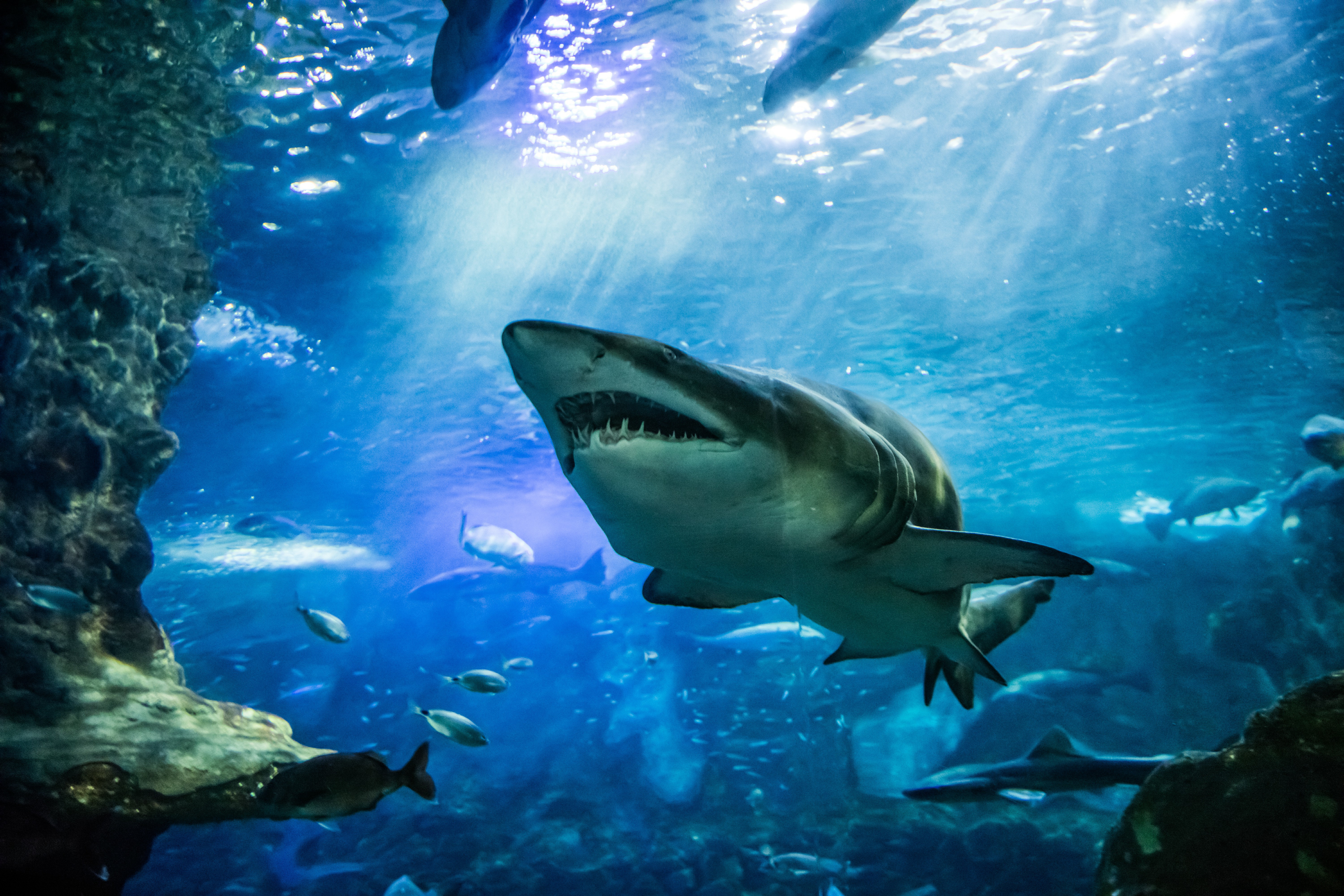 Highland Dunes Big Tiger Shark by Studio Grand Web - Wrapped Canvas ...