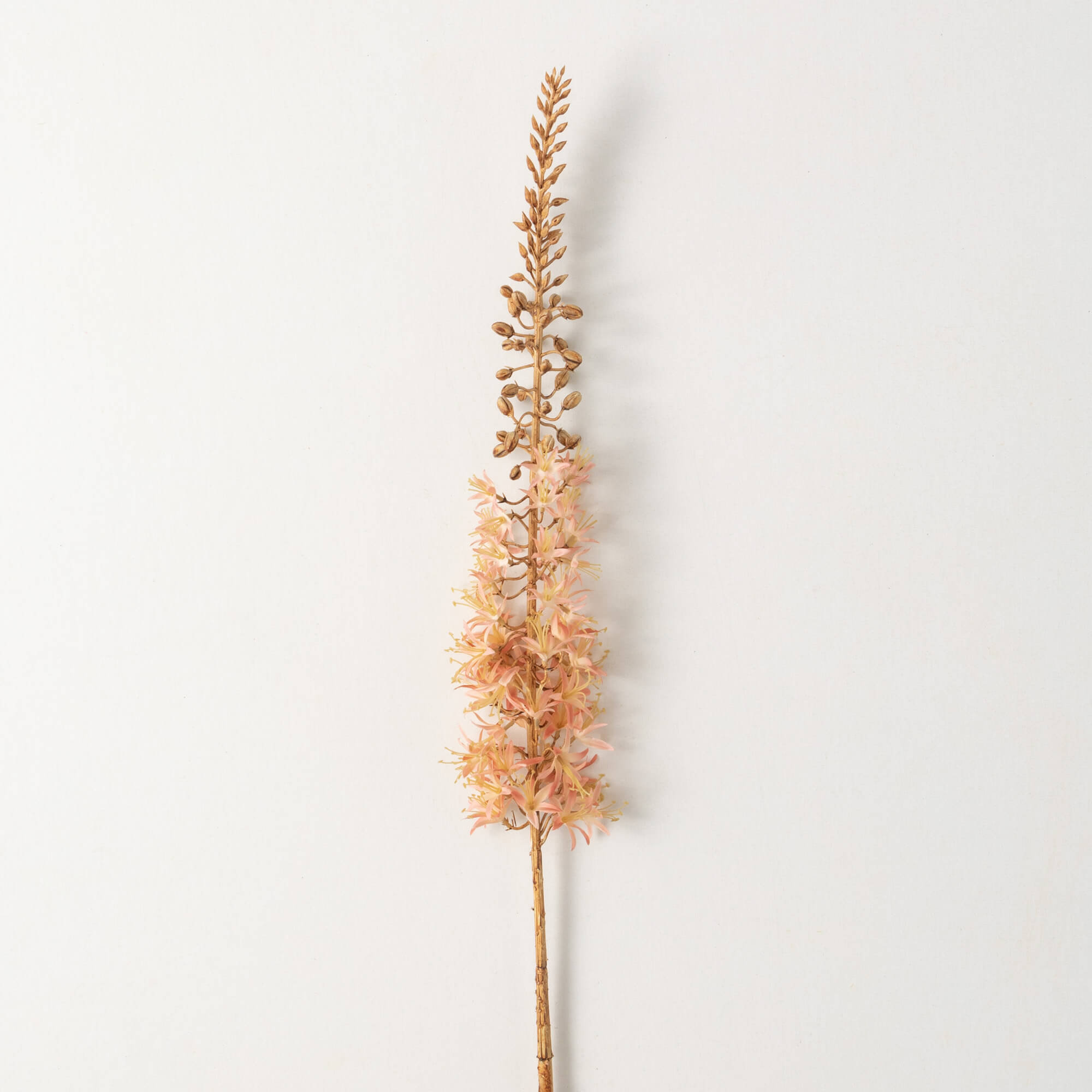 Primrue Eremurus Arrangement | Wayfair