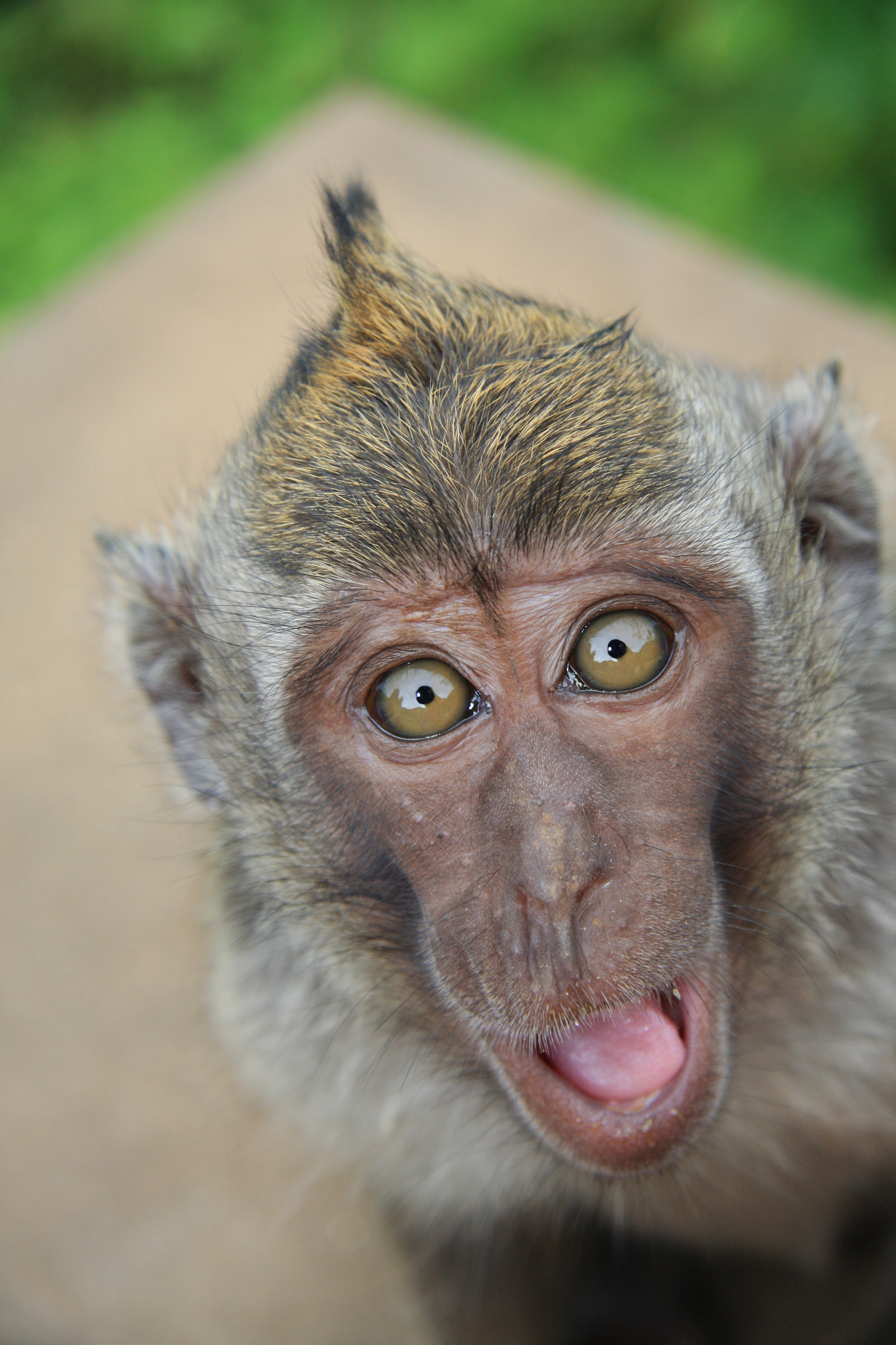 Ebern Designs Happy Monkey - Wrapped Canvas Photograph | Wayfair