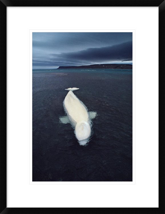 stranded beluga whale