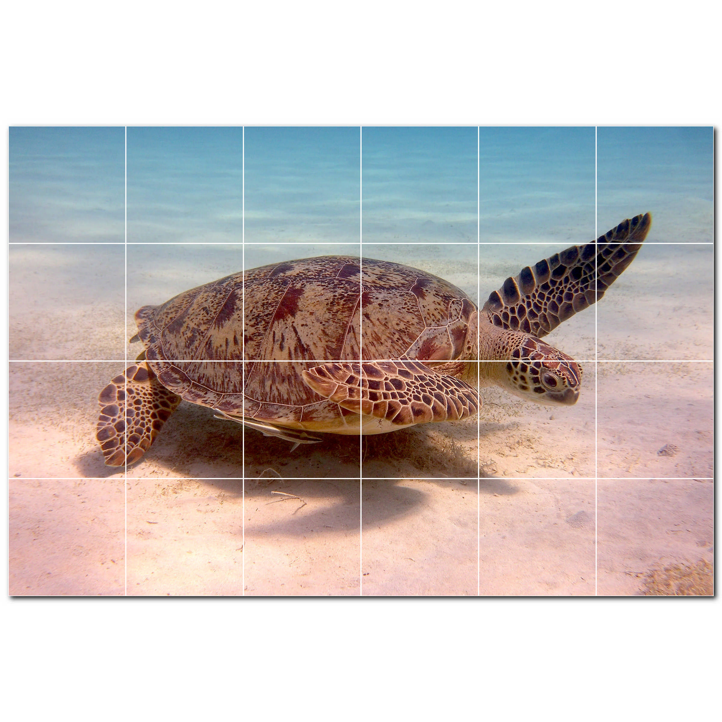 Picture-Tiles.com 48" x 32" Ceramic Turtle Photo Decorative Mural Tile ...