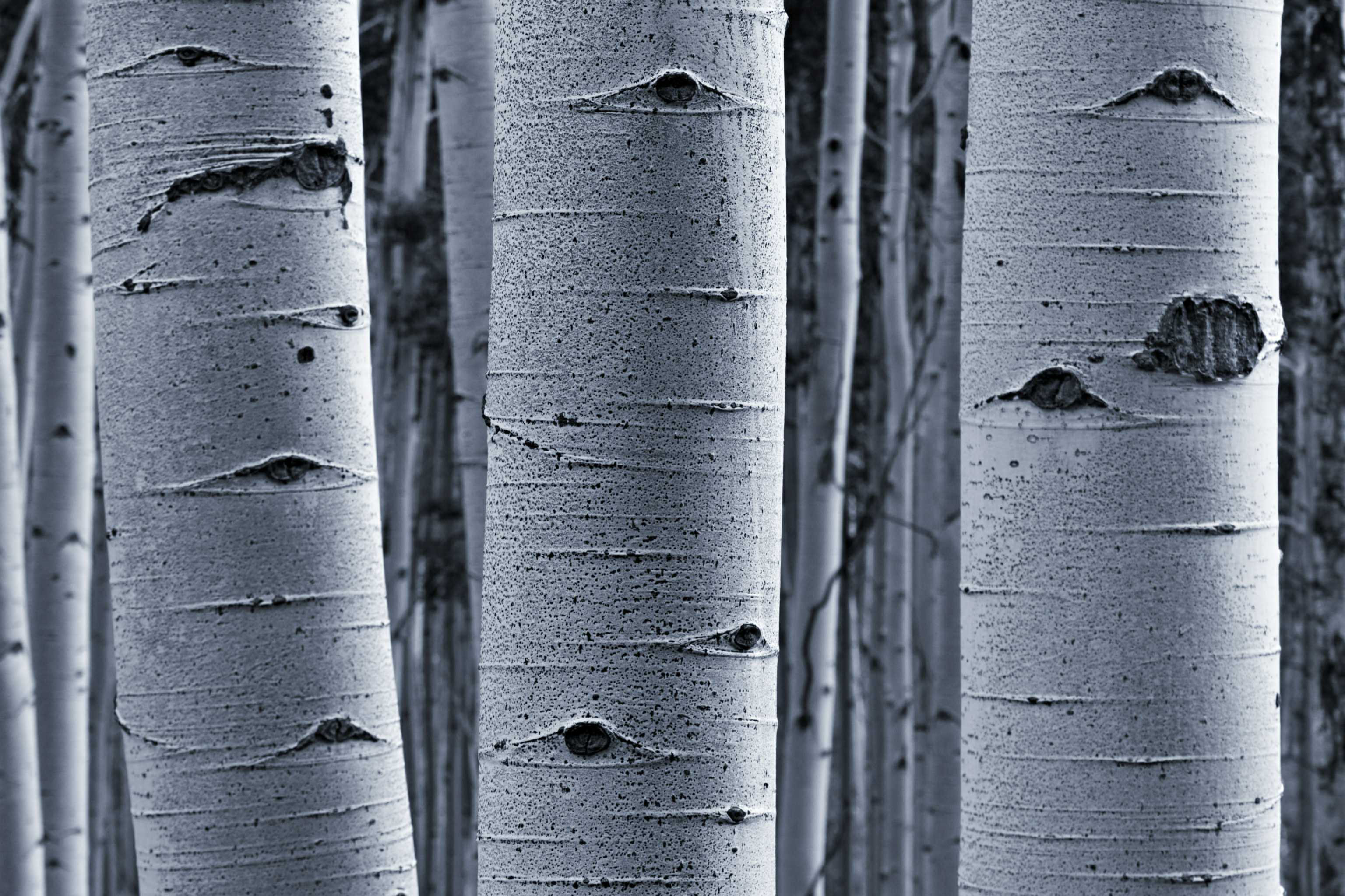 Millwood Pines Closeup of Aspen Bark - Wrapped Canvas Photograph | Wayfair