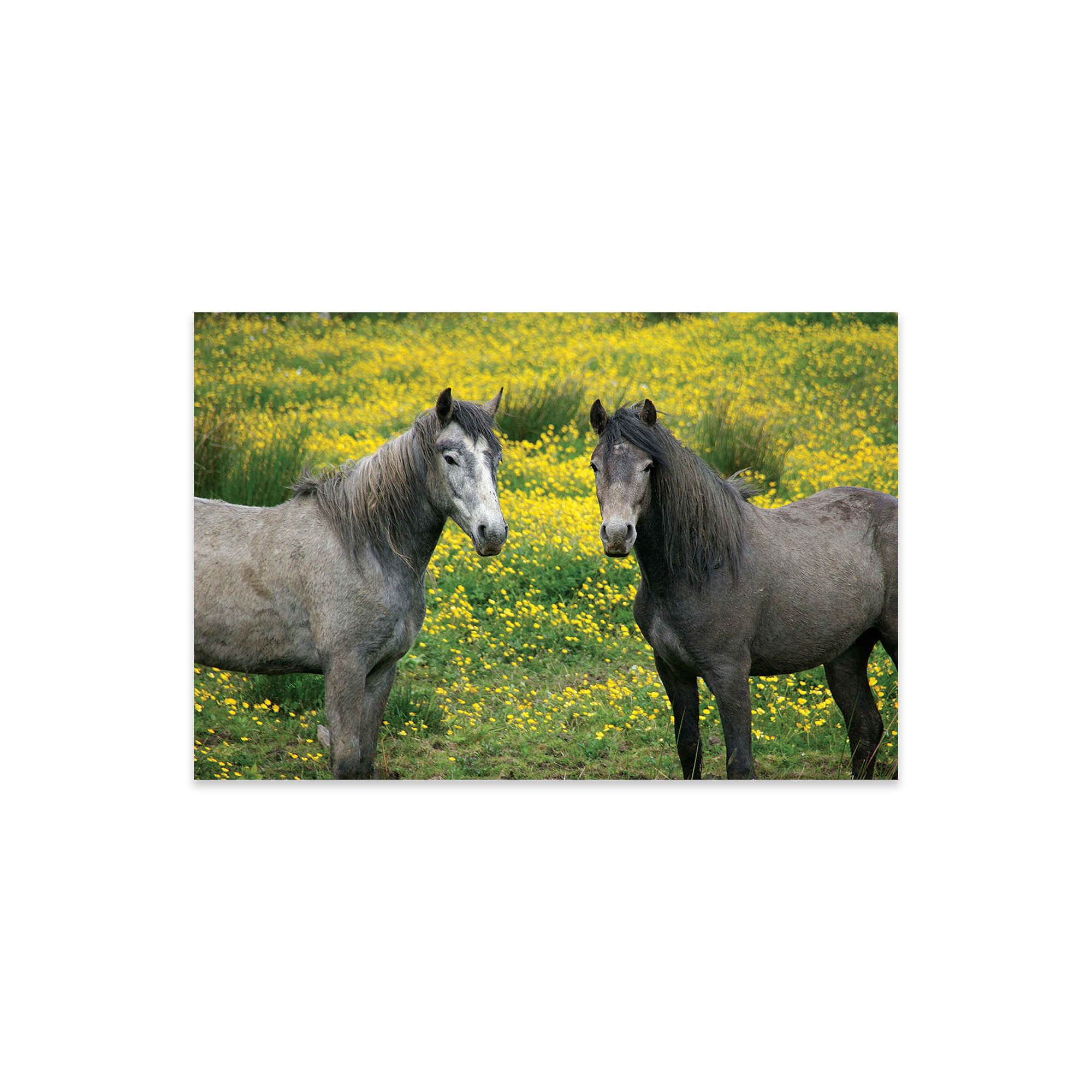 Ebern Designs In Western Ireland, Two Horses With Long Flowing Manes ...