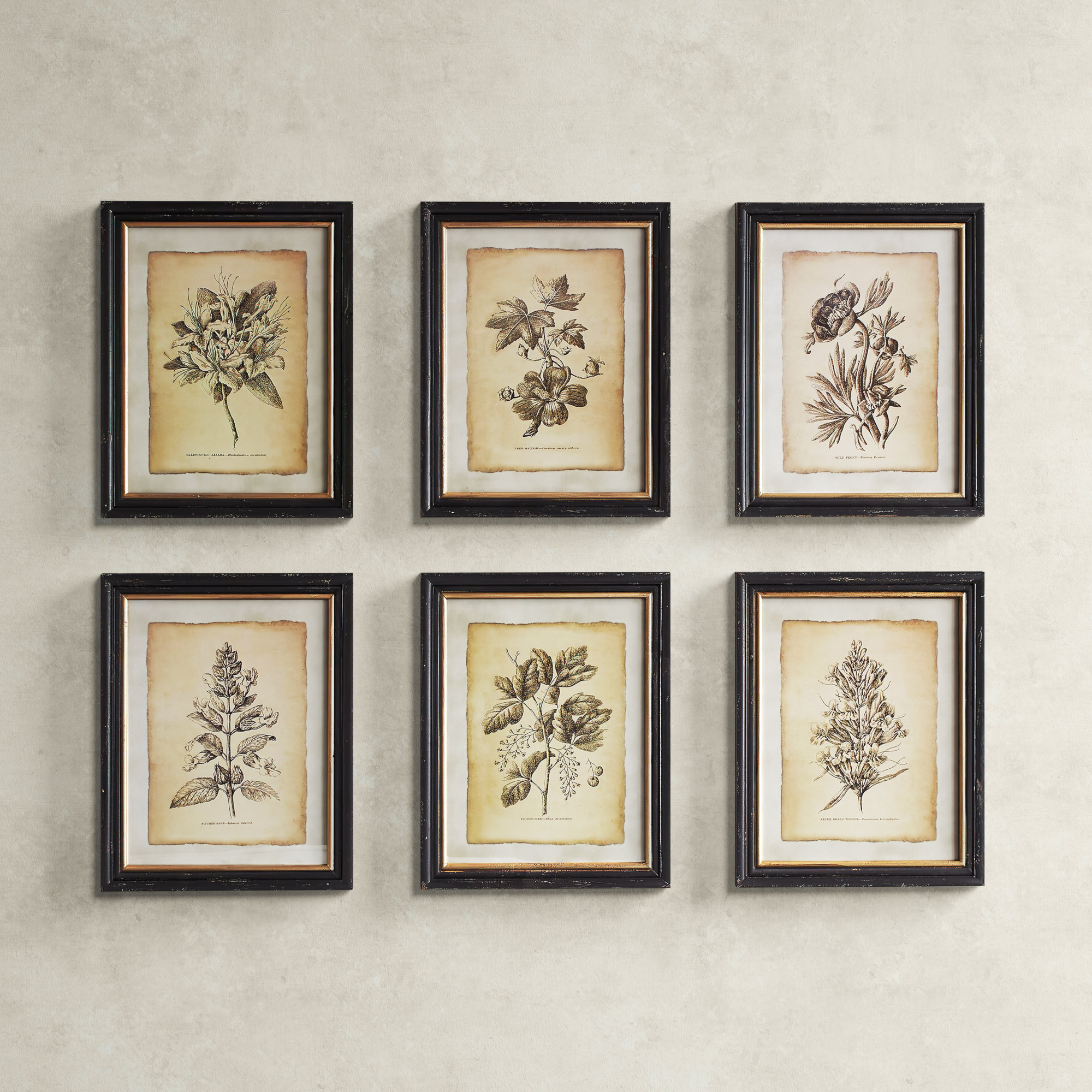 Birch Lane™ Hattie 'Antiqued Stems' - 6 Piece Picture Frame Print Set ...