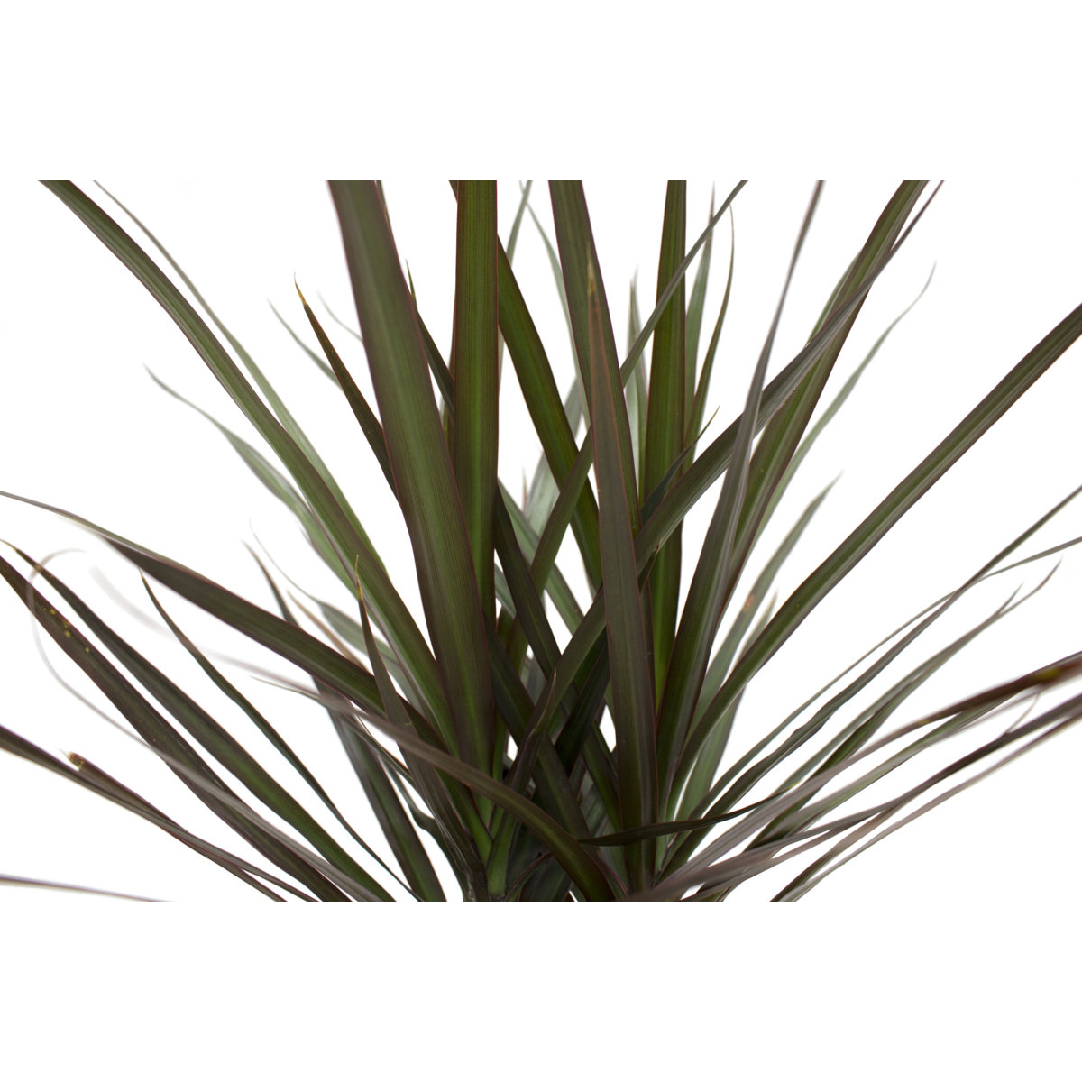 Costa Farms Indoor Dracaena Marginata Madagascar Dragon Tree House ...