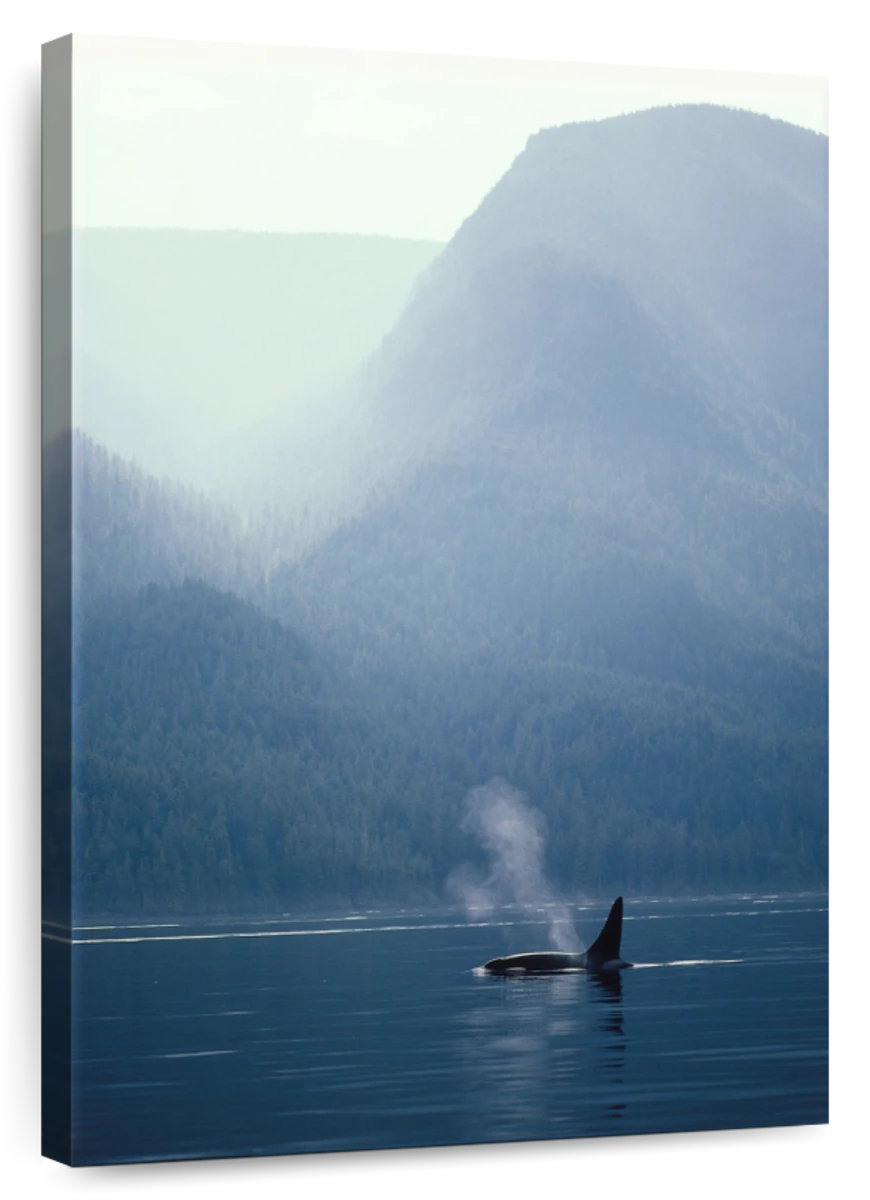 Millwood Pines Alvord Spouting Killer Whale | Wayfair