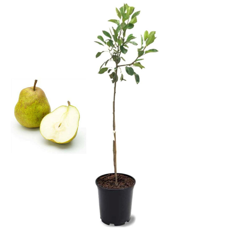 American Plant Exchange Fruit Trees Hood Pear Outdoor Landscape Tree ...