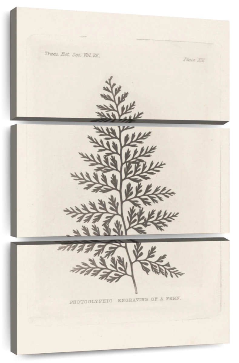 Lark Manor Harnek Fern Engraving - Wayfair Canada
