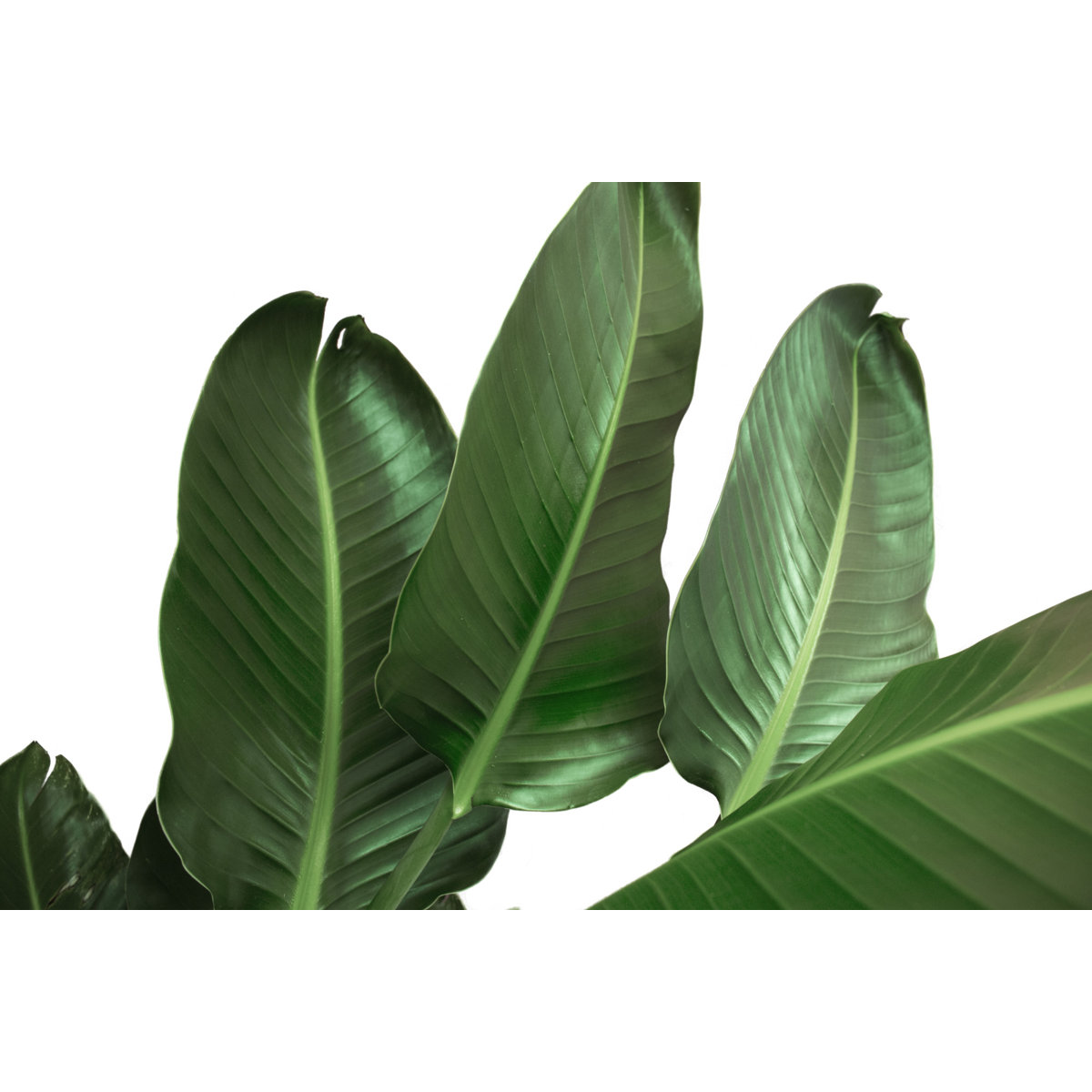 Costa Farms Indoor White Bird of Paradise House Plant in 10-inch ...