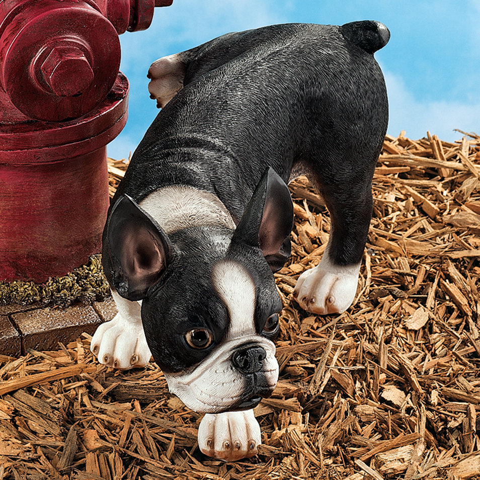 Design Toscano Lifting a Leg Boston Terrier Naughty Dog Statue ...