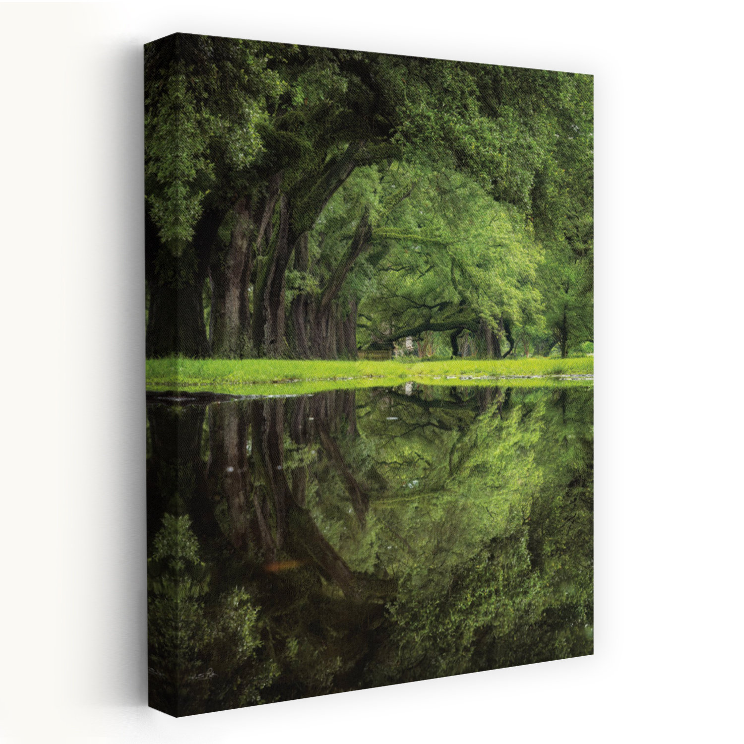 Latitude Run® The Green Eye - Contemporary Reflections Oak Trees Green ...