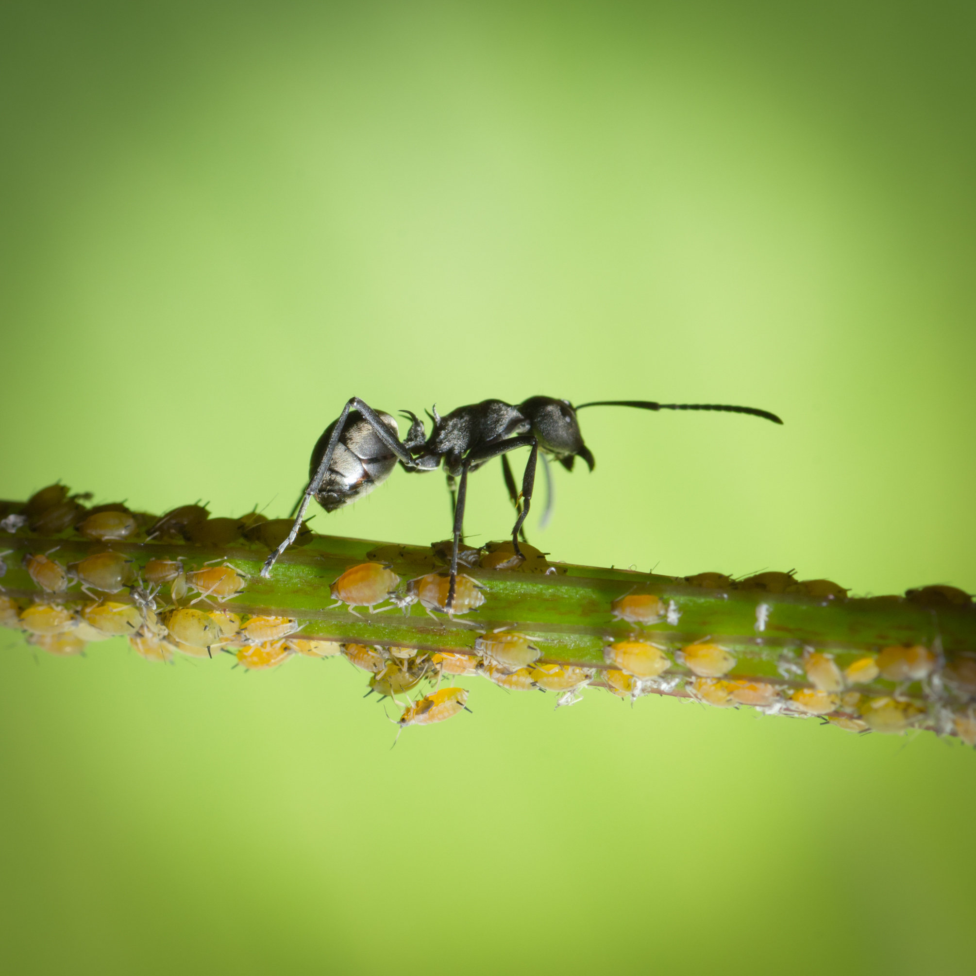 Hokku Designs Emmanuele Ant And Aphids by Defun | Wayfair