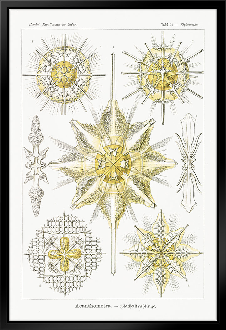 ATX Art Group LLC Acanthometra–Stachelstrahlinge By Ernst Haeckel by ...