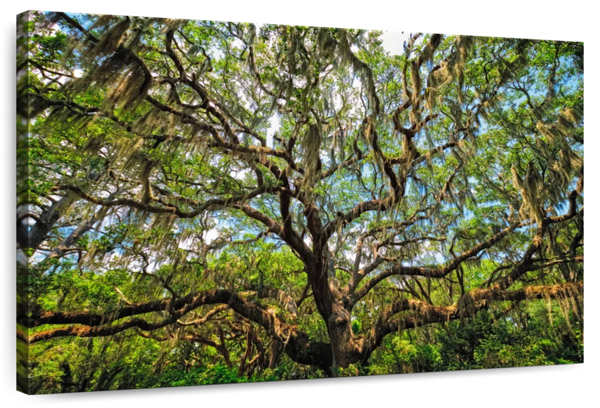 Lark Manor Harnek Live Oak Tree Canopy With Spanish Moss - Wayfair Canada