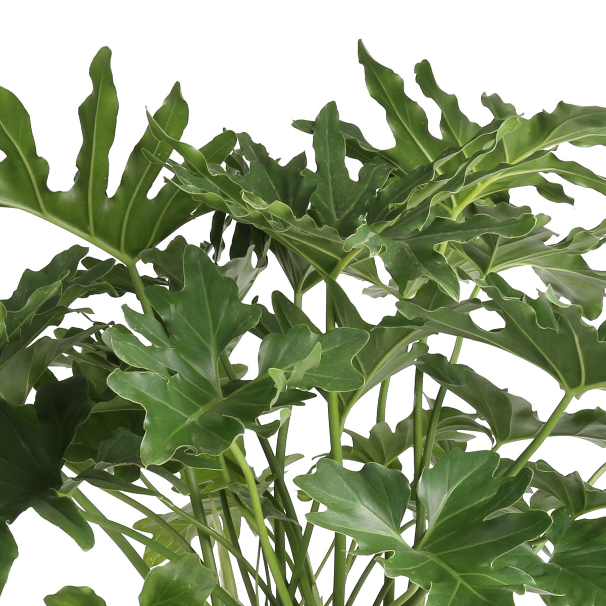 Costa Farms Indoor Philodendron Selloum House Plant in 10-inch Décor ...