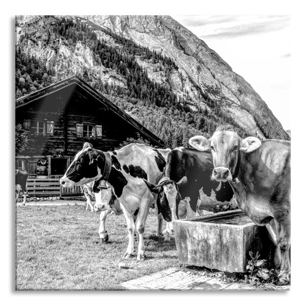 August Grove Cows In An Alpine Meadow At The Trough, Monochrome - No ...