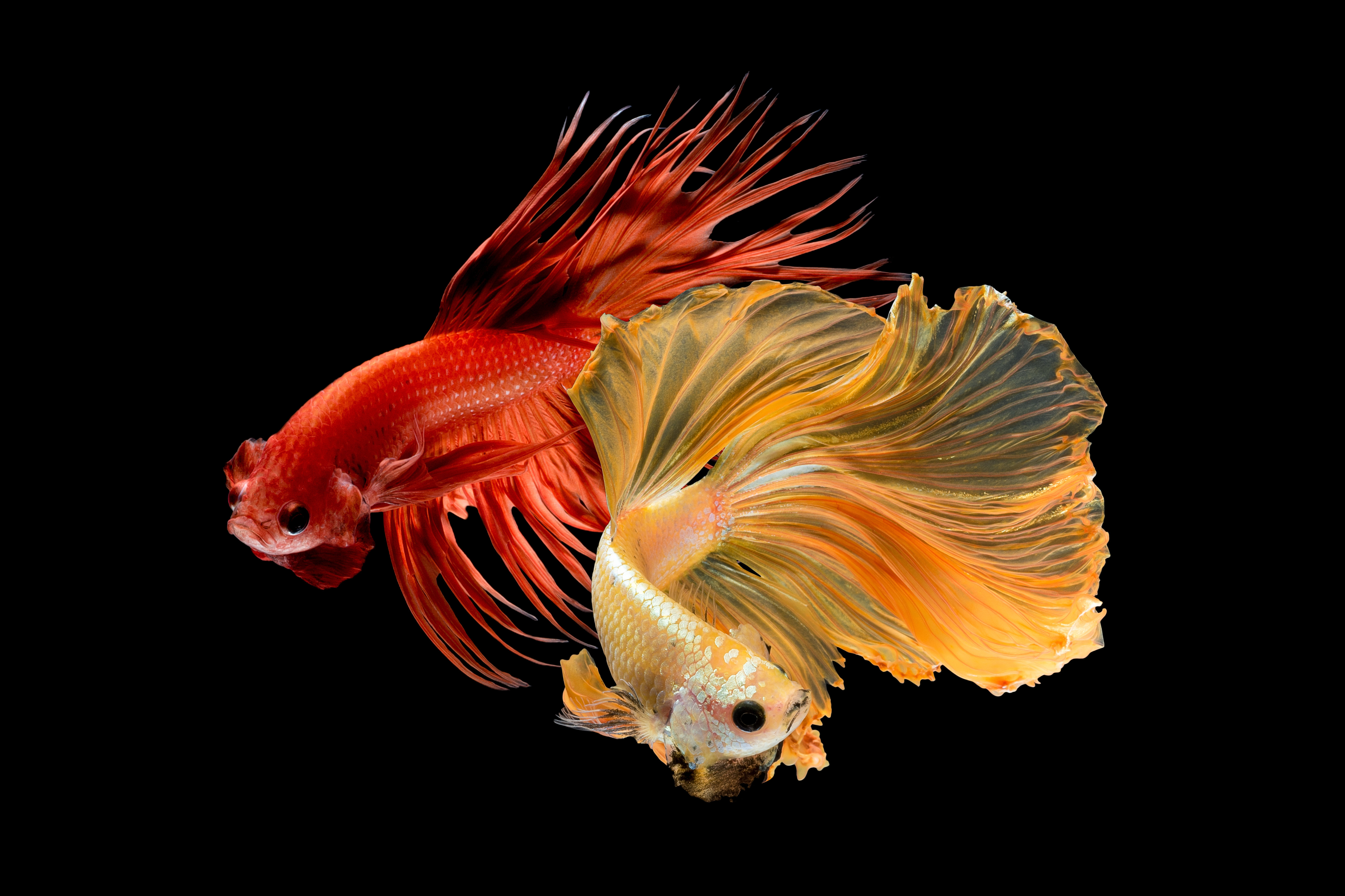 Rosecliff Heights Firdows Siamese Fighting Fish Isolated On Canvas Photograph | Wayfair