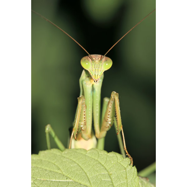 17 Stories Maddyson Mantis by Lnzyx - Wrapped Canvas Print | Wayfair.co.uk