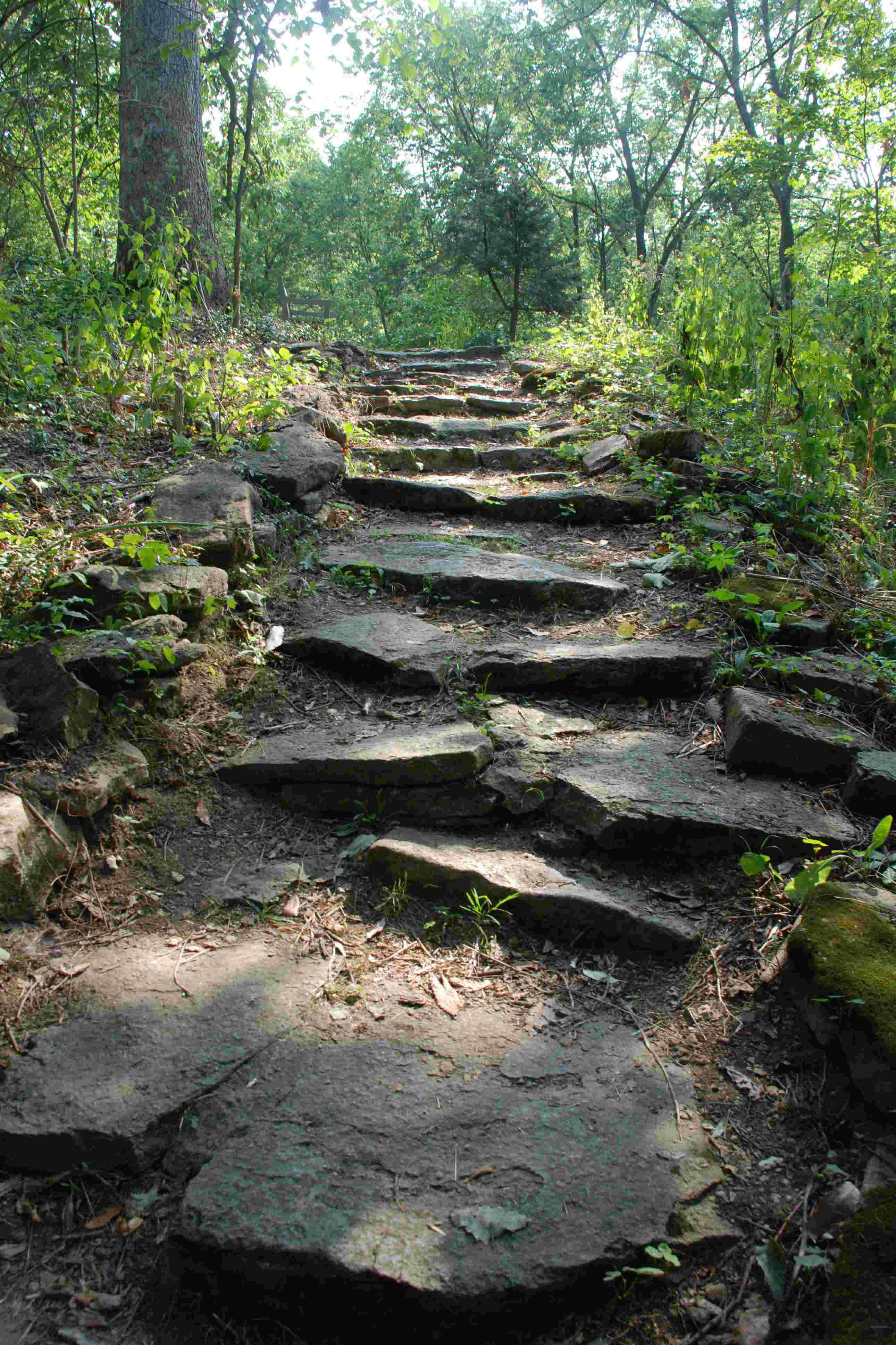 Millwood Pines Rocky Forest Stairs Photography - Wayfair Canada