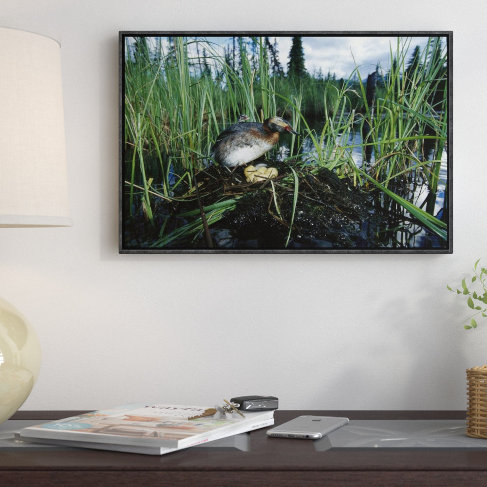 East Urban Home 'Horned Grebe with Chick and Eggs' Framed Photographic ...