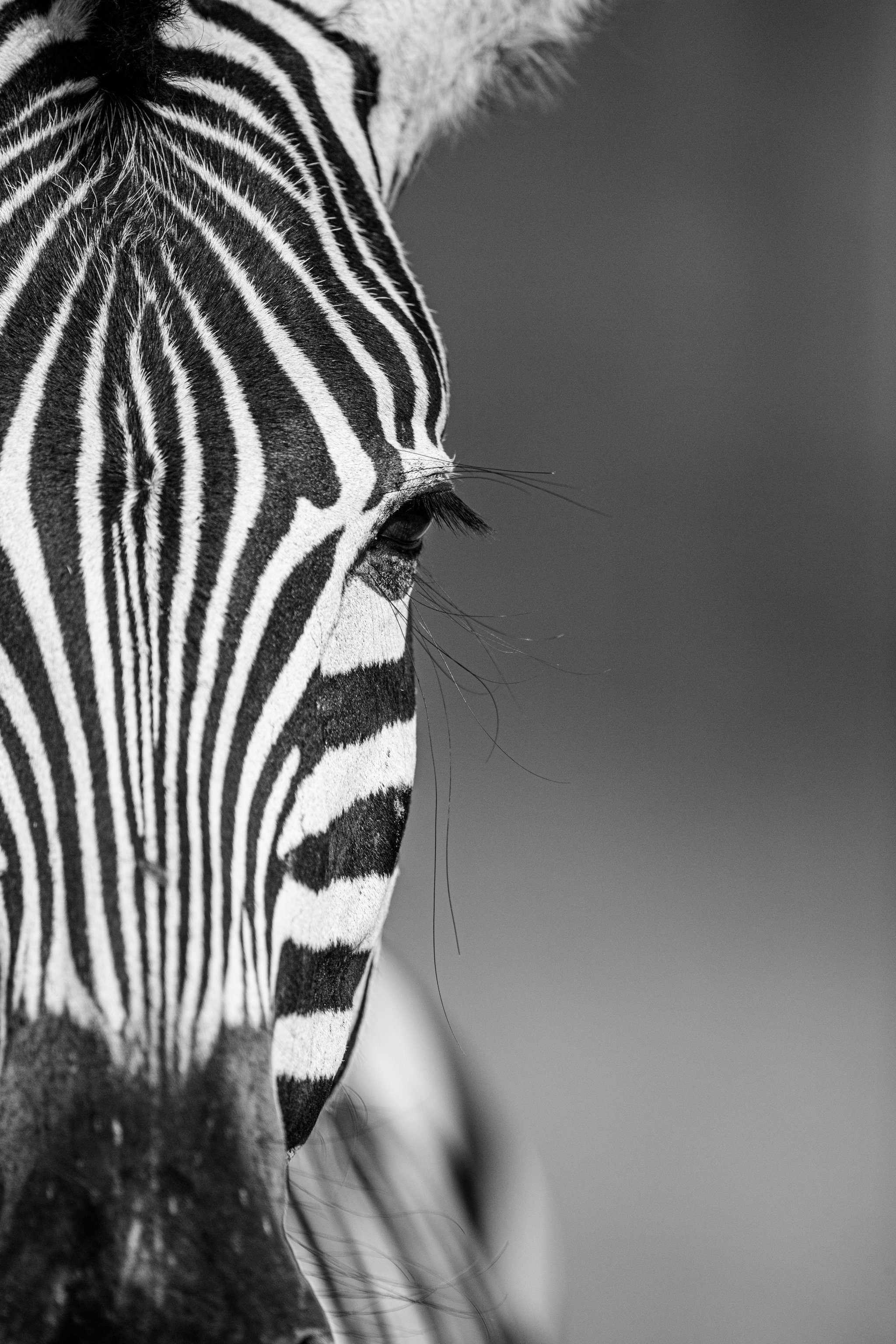 Hokku Designs Burchell's Zebra | Wayfair