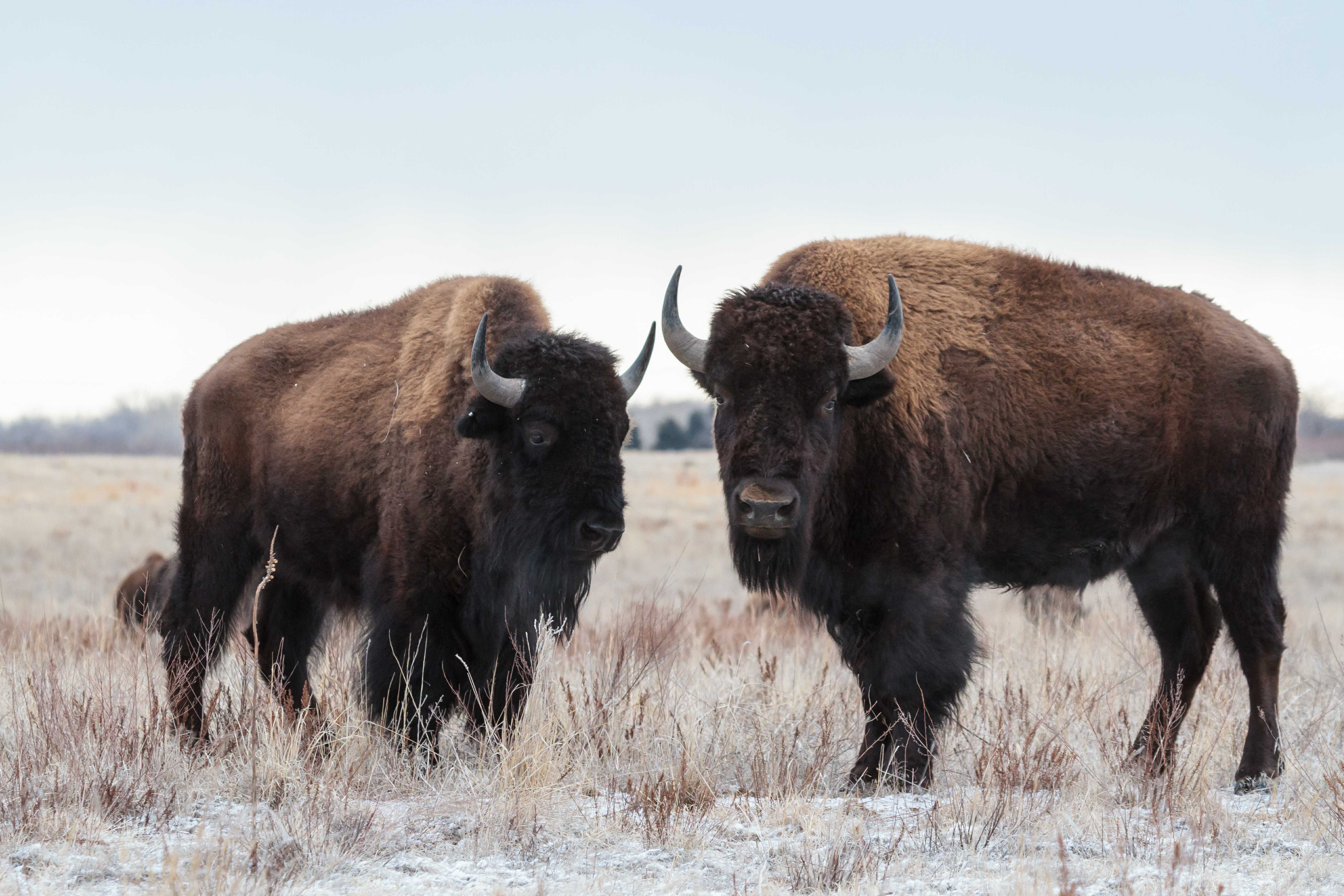 Union Rustic Wild Bison - Wrapped Canvas Photograph | Wayfair