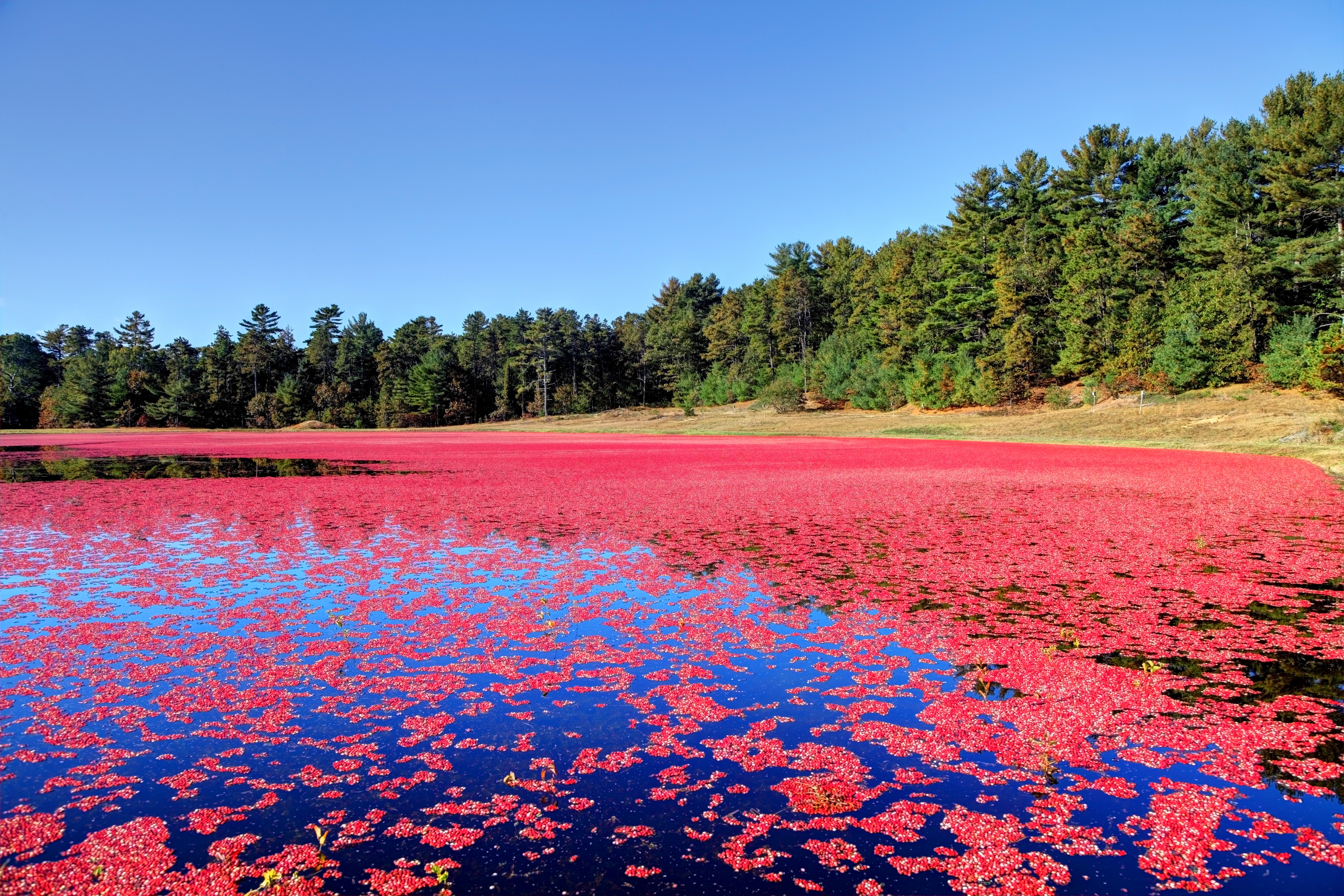 Latitude Run® Cranberry Bog by Denistangneyjr | Wayfair