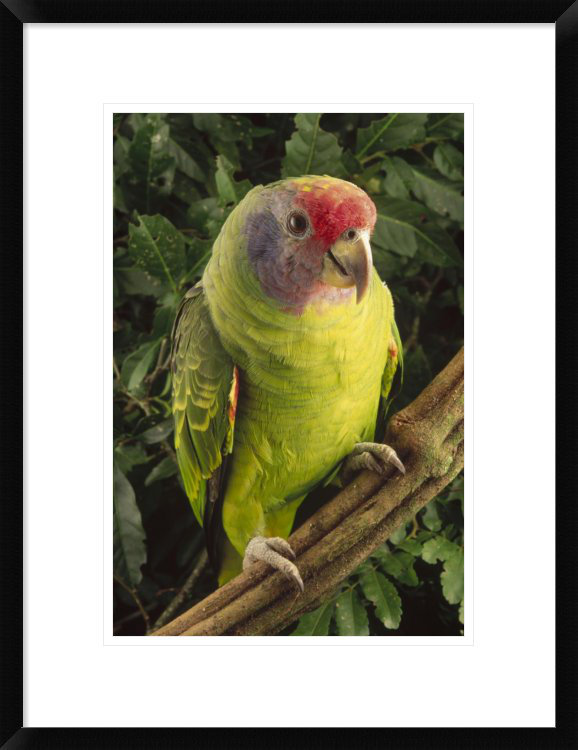 Global Gallery 'Red-Tailed Amazon Portrait, Atlantic Forest Ecosystem ...