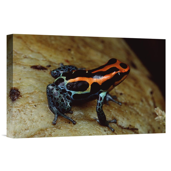 East Urban Home " Rio Madeira Poison Frog, Peruvian Lowlands ...