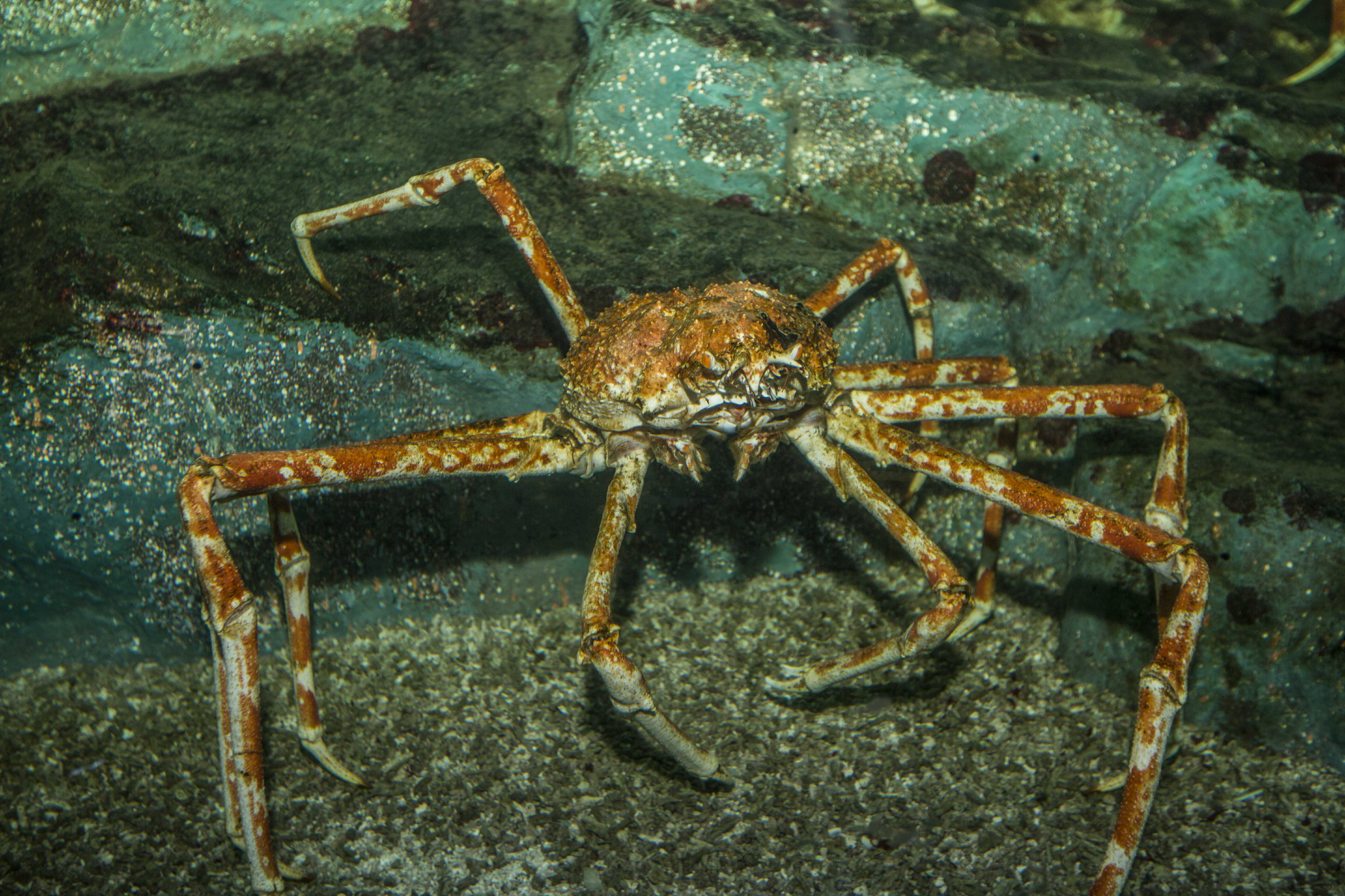 Highland Dunes King Crab in Water - Wrapped Canvas Photograph | Wayfair