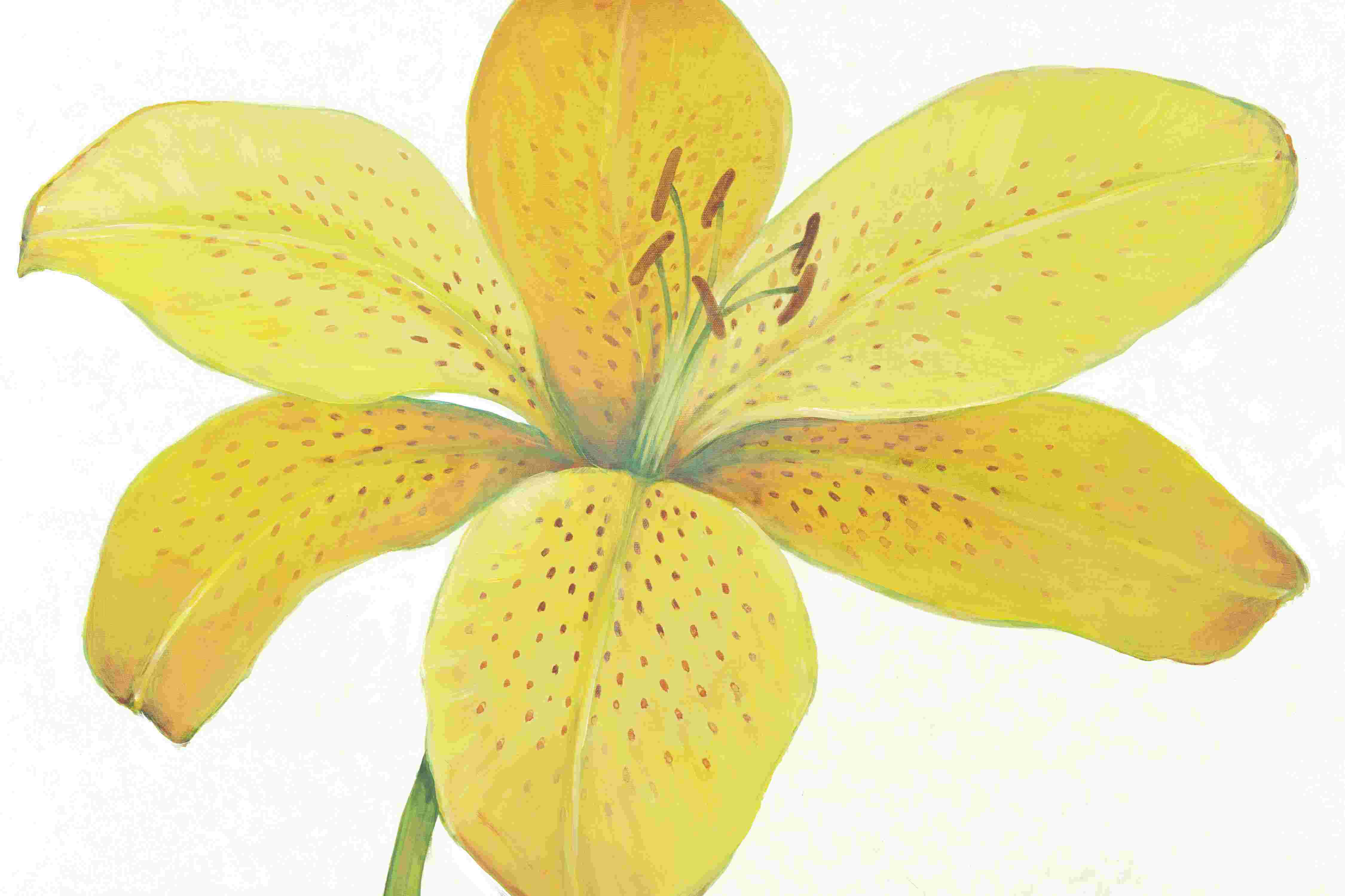 Red Barrel Studio Citron Tiger Lily II - Wayfair Canada