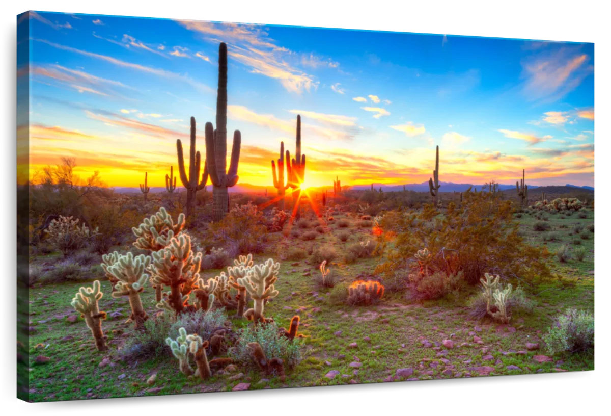 Lark Manor Harnek Desert Cactus Sun Ray - Wayfair Canada